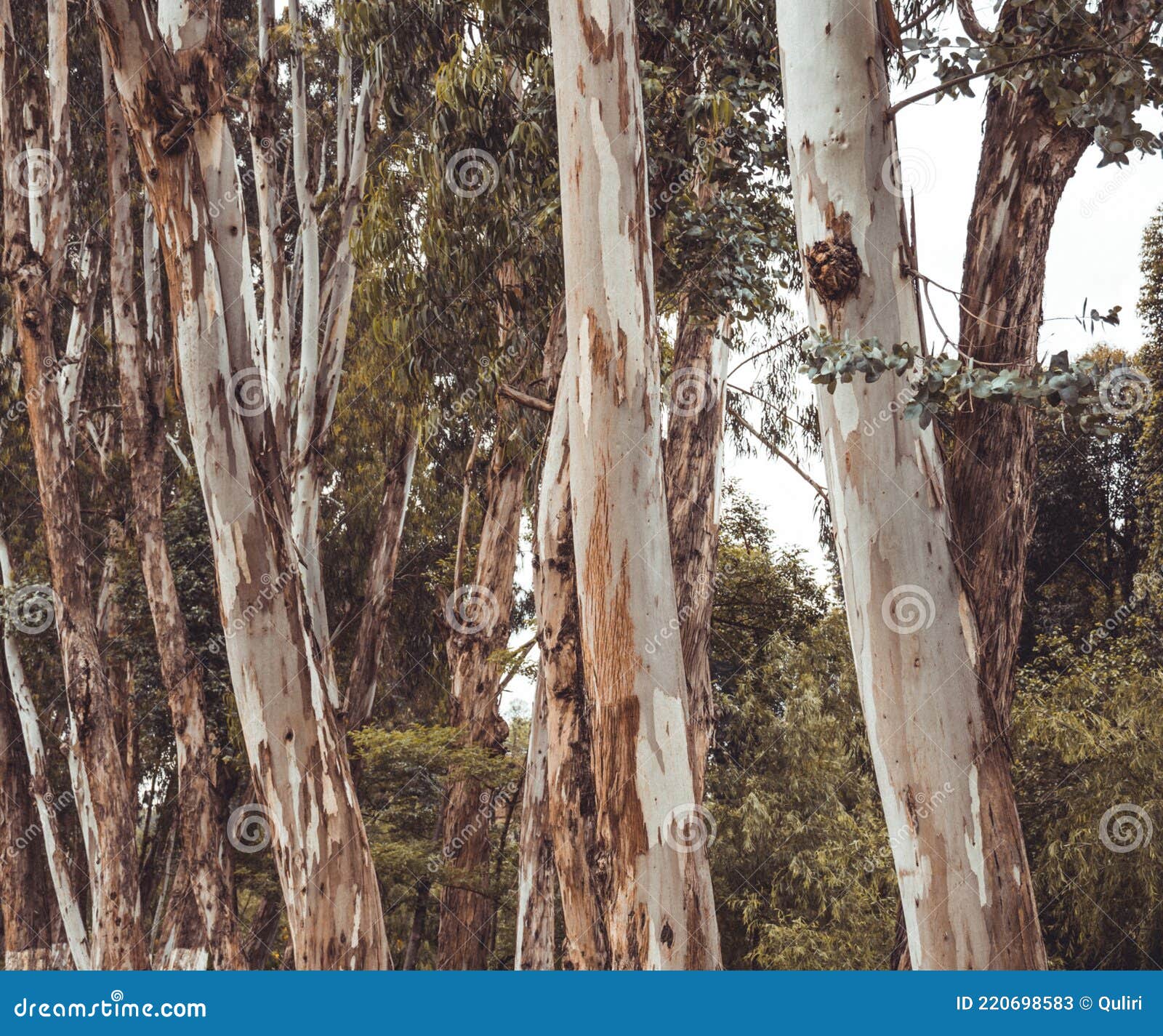 Rows of trees stock image. Image of tree, flower, park - 220698583