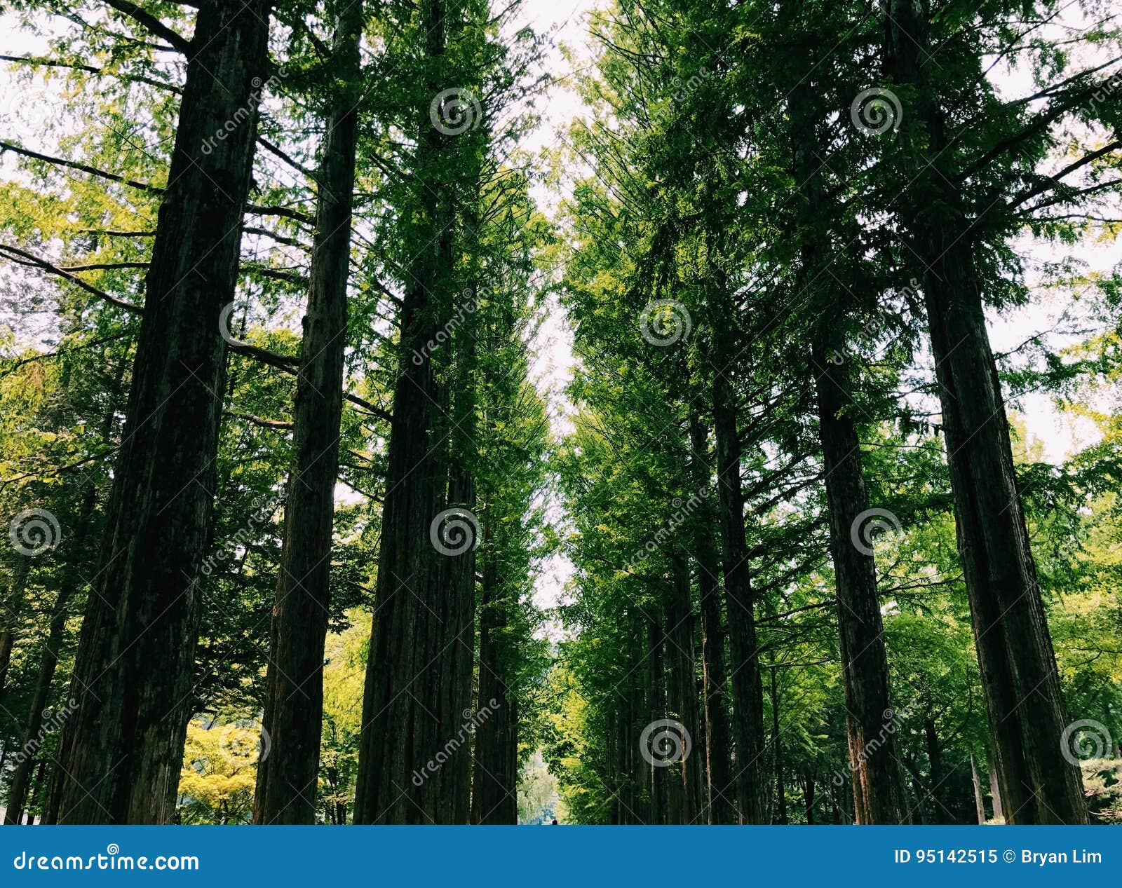 Rows of Trees stock image. Image of nature, woods, green - 95142515
