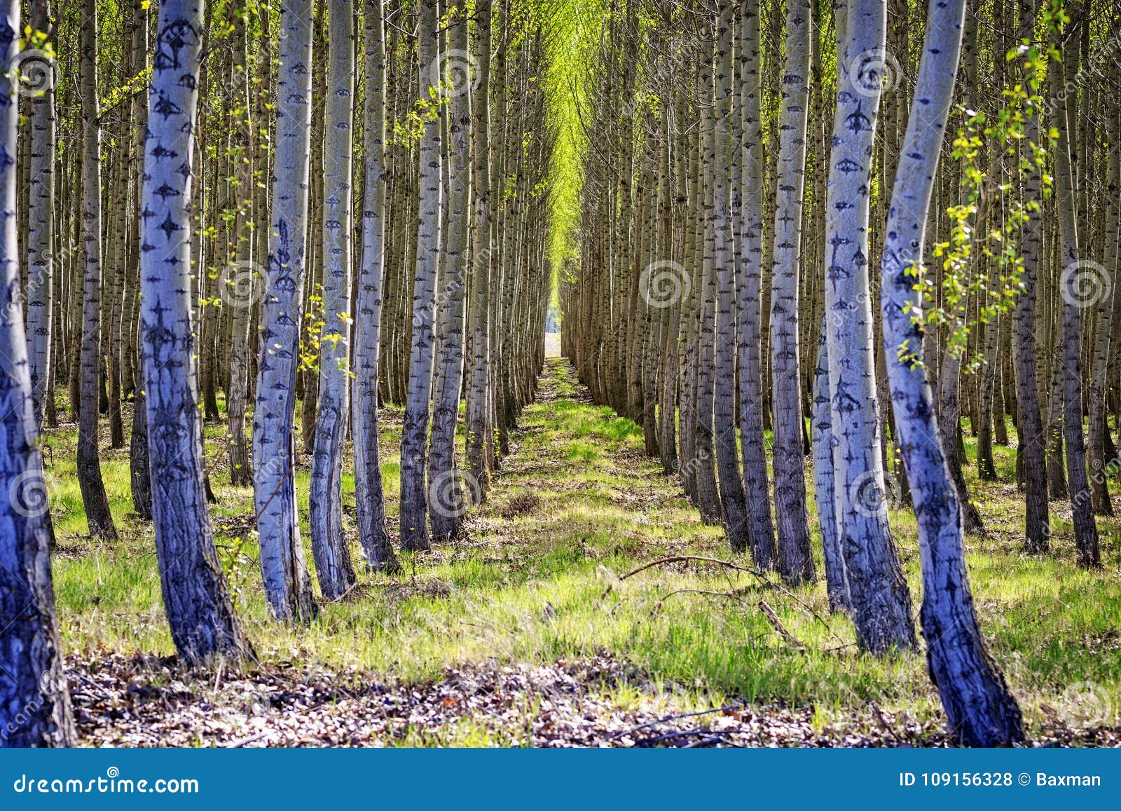 Rows of Trees on a Tree Farm Stock Photo - Image of grass, renewable ...