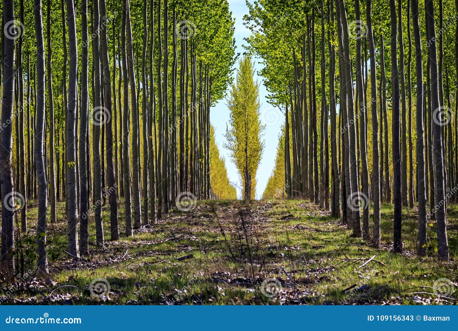 Rows of Trees on a Tree Farm Stock Image - Image of agricultural, green ...