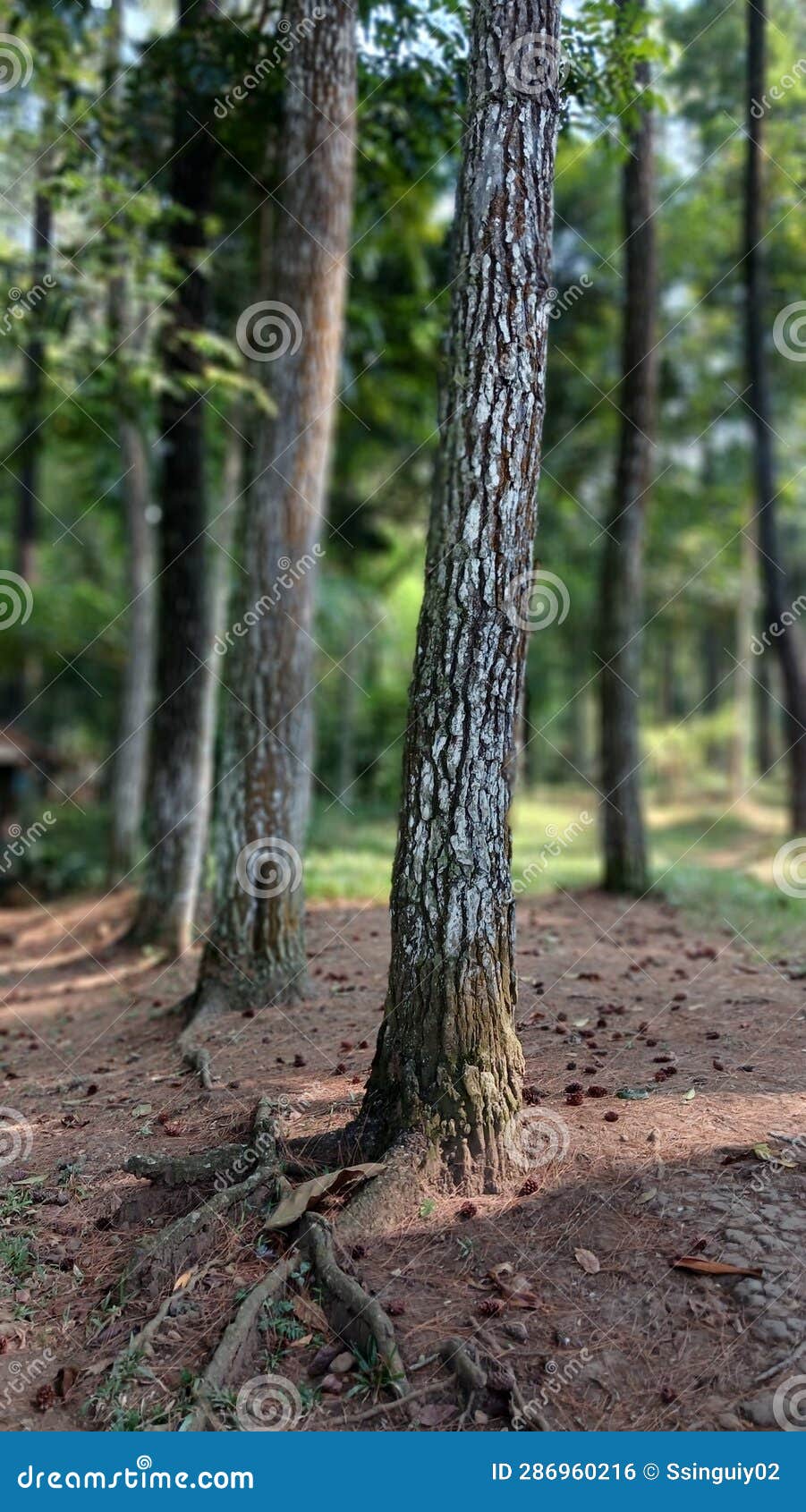 Rows of Trees that are Very Beautiful and Beautiful Stock Photo - Image ...