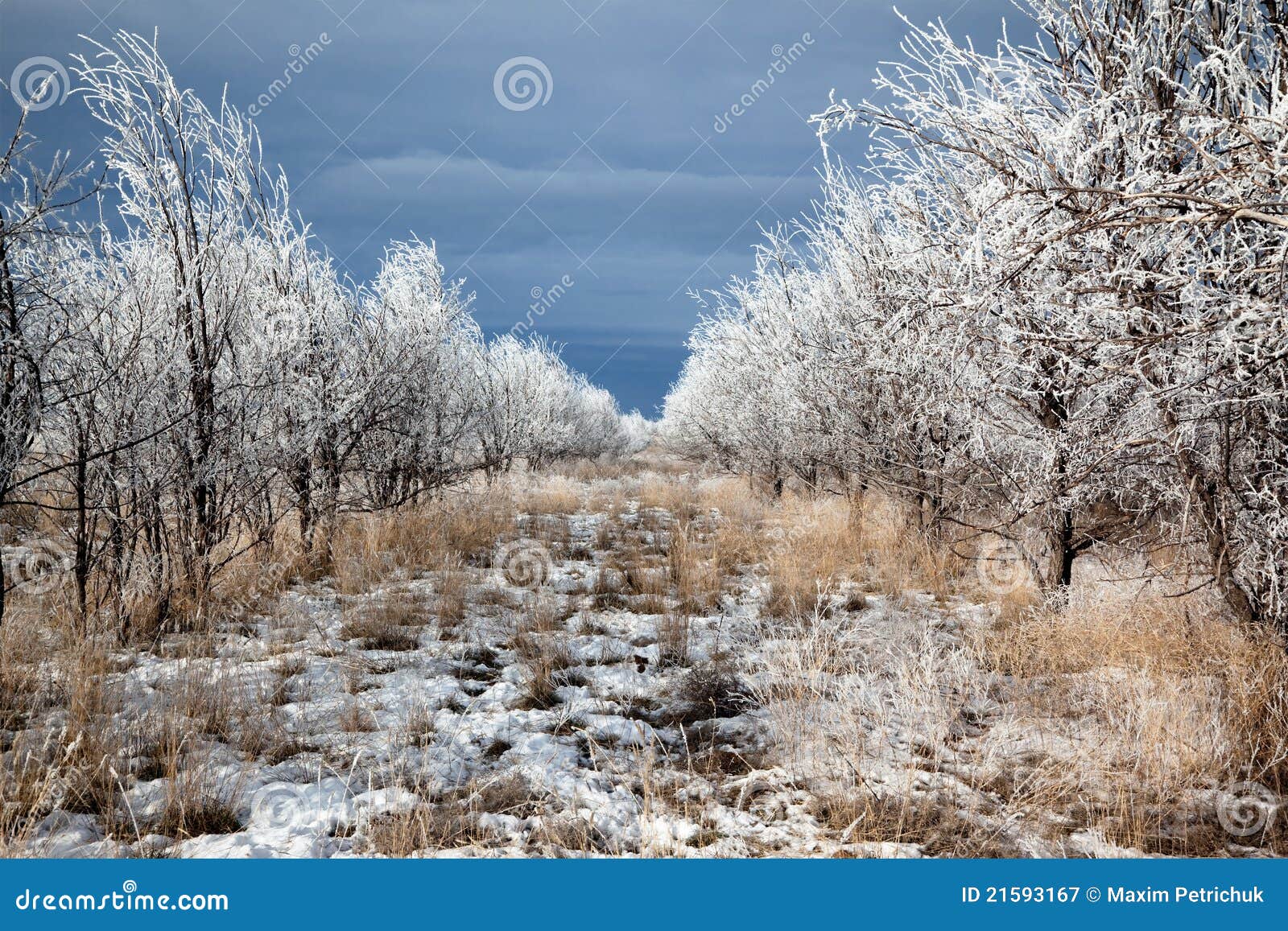Rows of trees in winter stock image. Image of rural, line - 21593167
