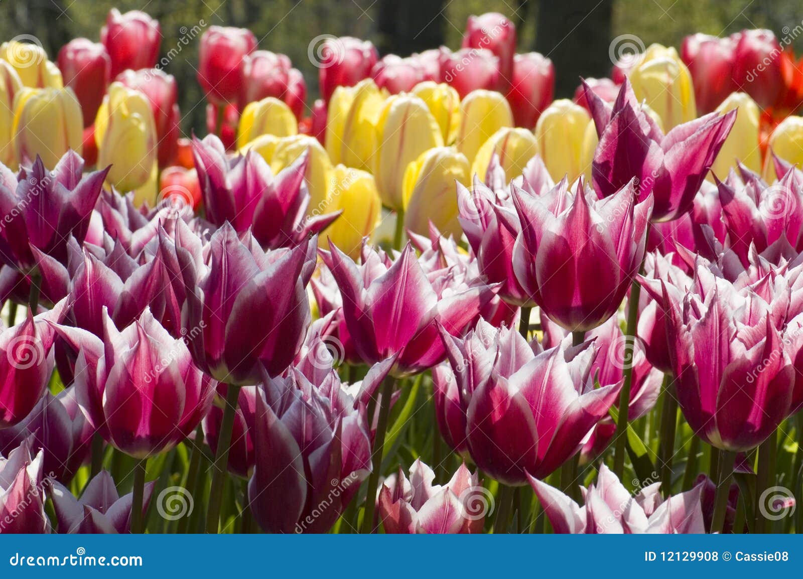 Rows of tulips stock photo. Image of color, yellow, season - 12129908