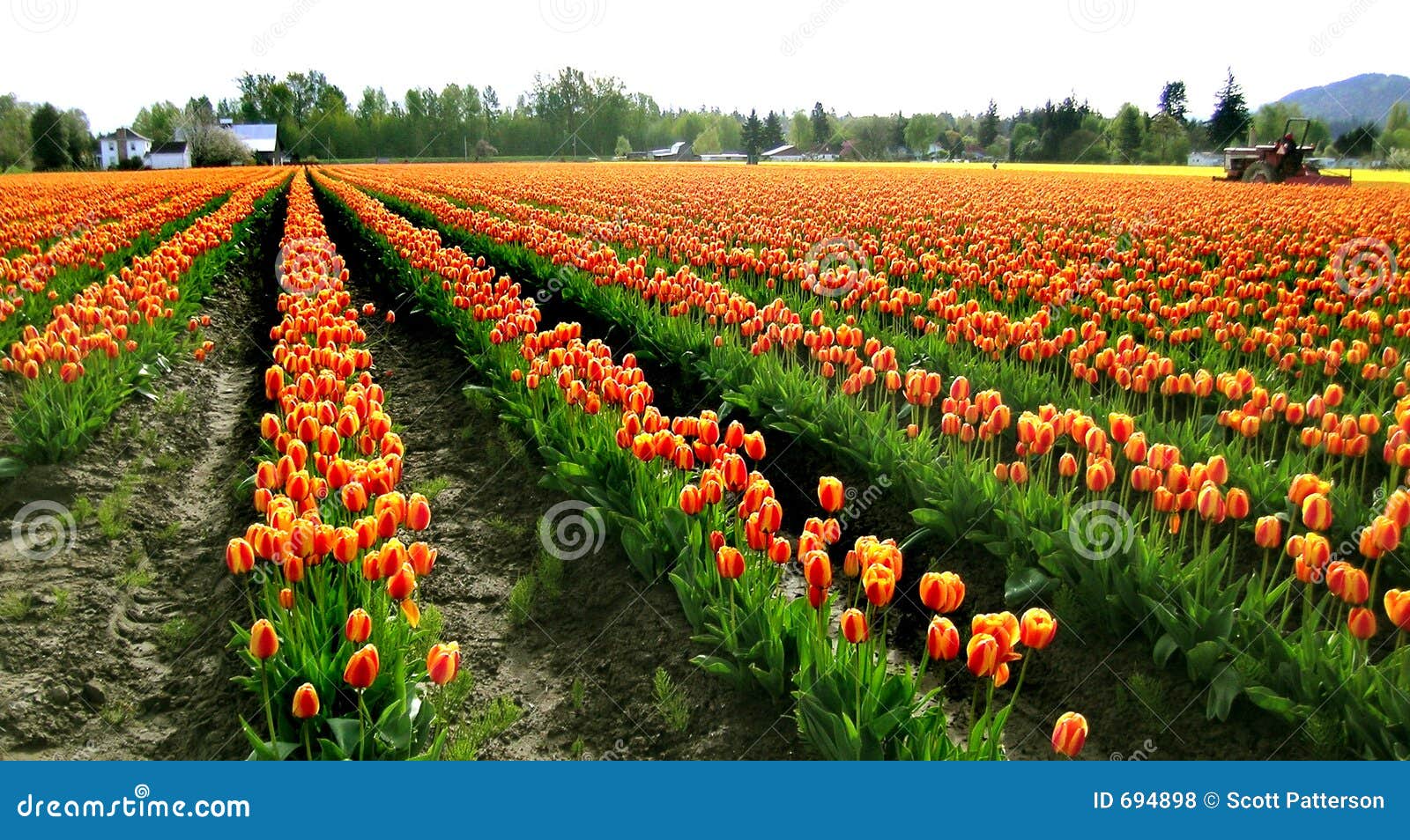 Rows of Tulips stock photo. Image of rows, skagit, state - 694898