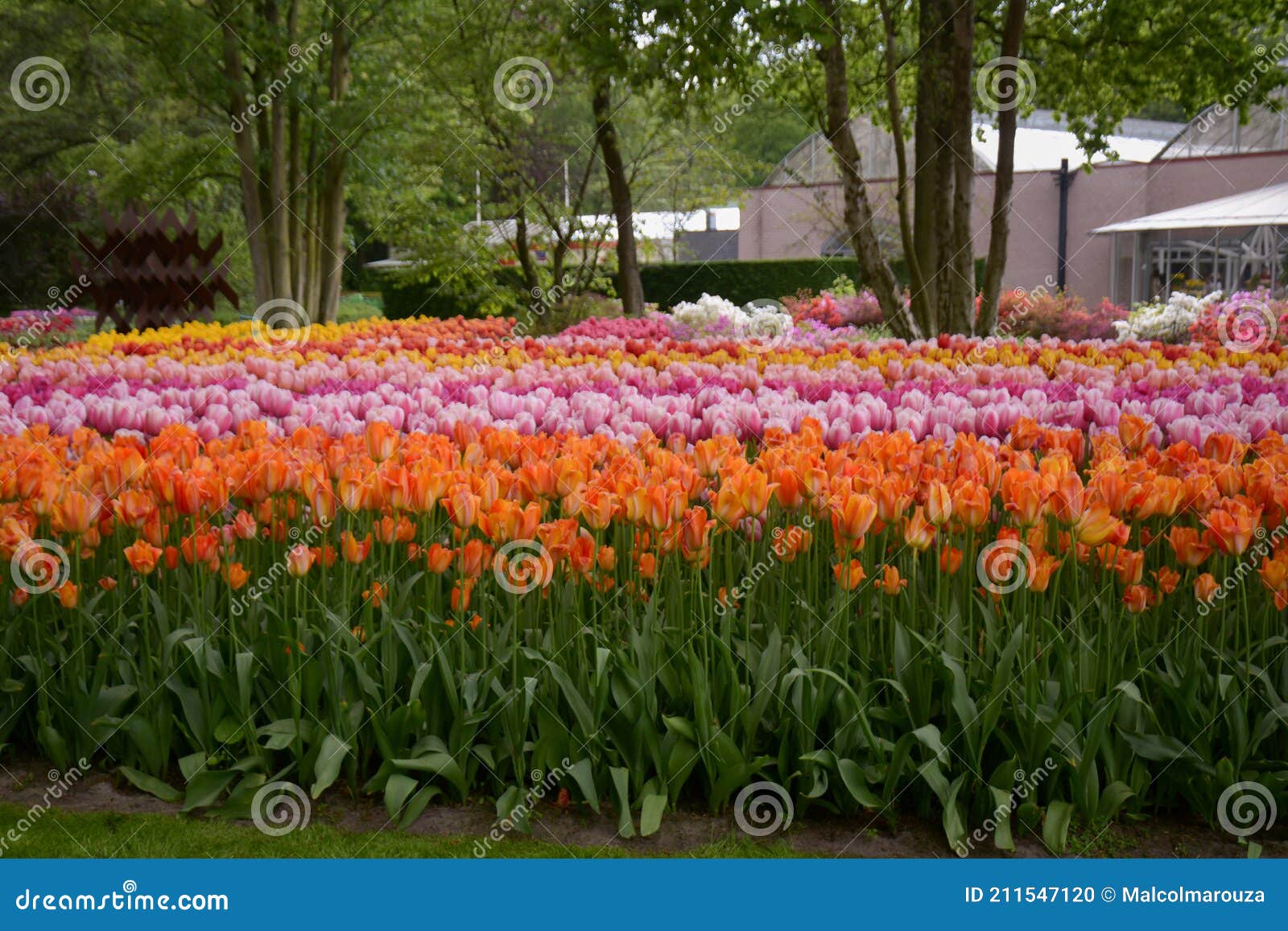 Rows of tulips stock photo. Image of holland, bulbs - 211547120