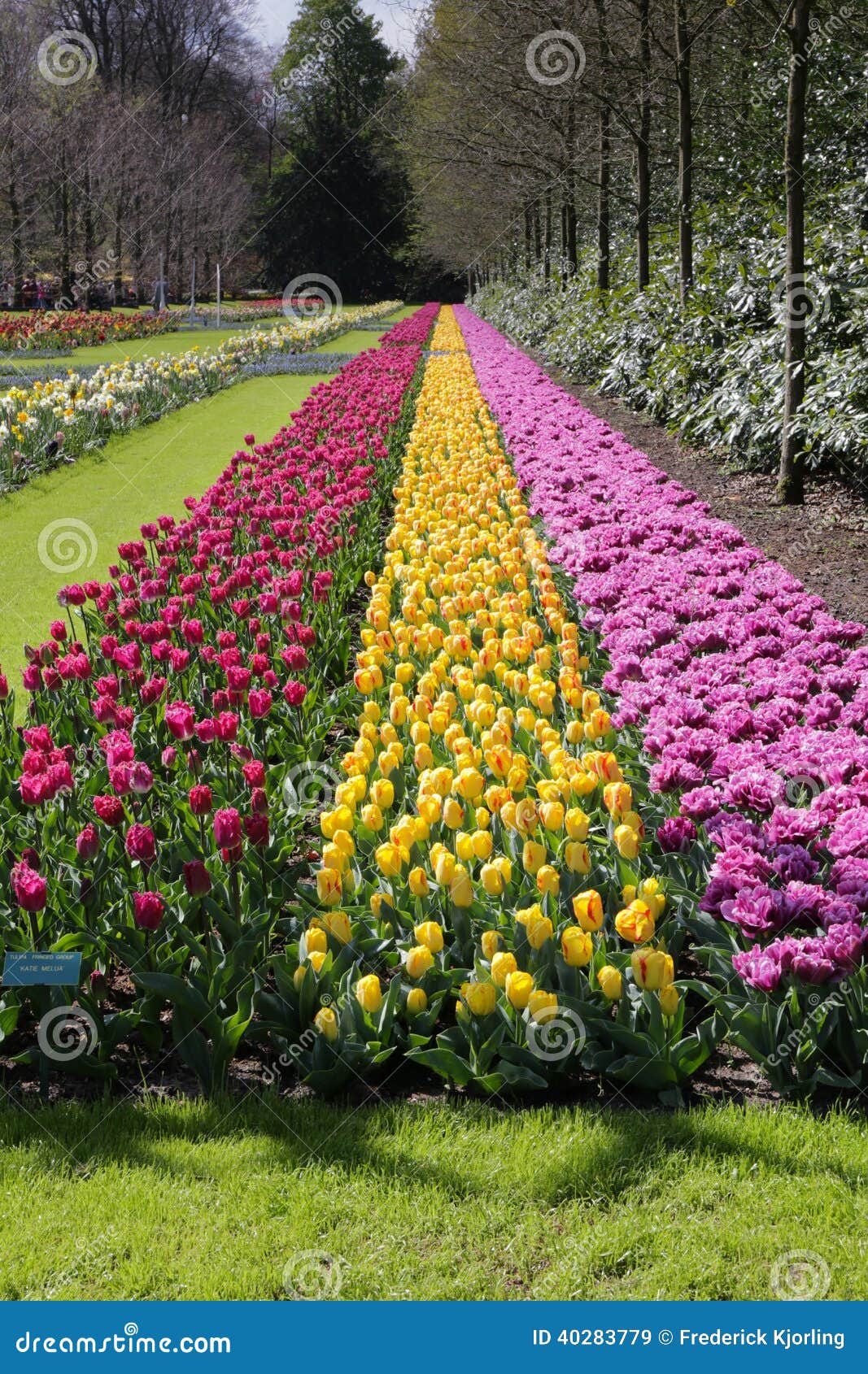 Rows of tulips stock image. Image of grass, bloom, sunny - 40283779