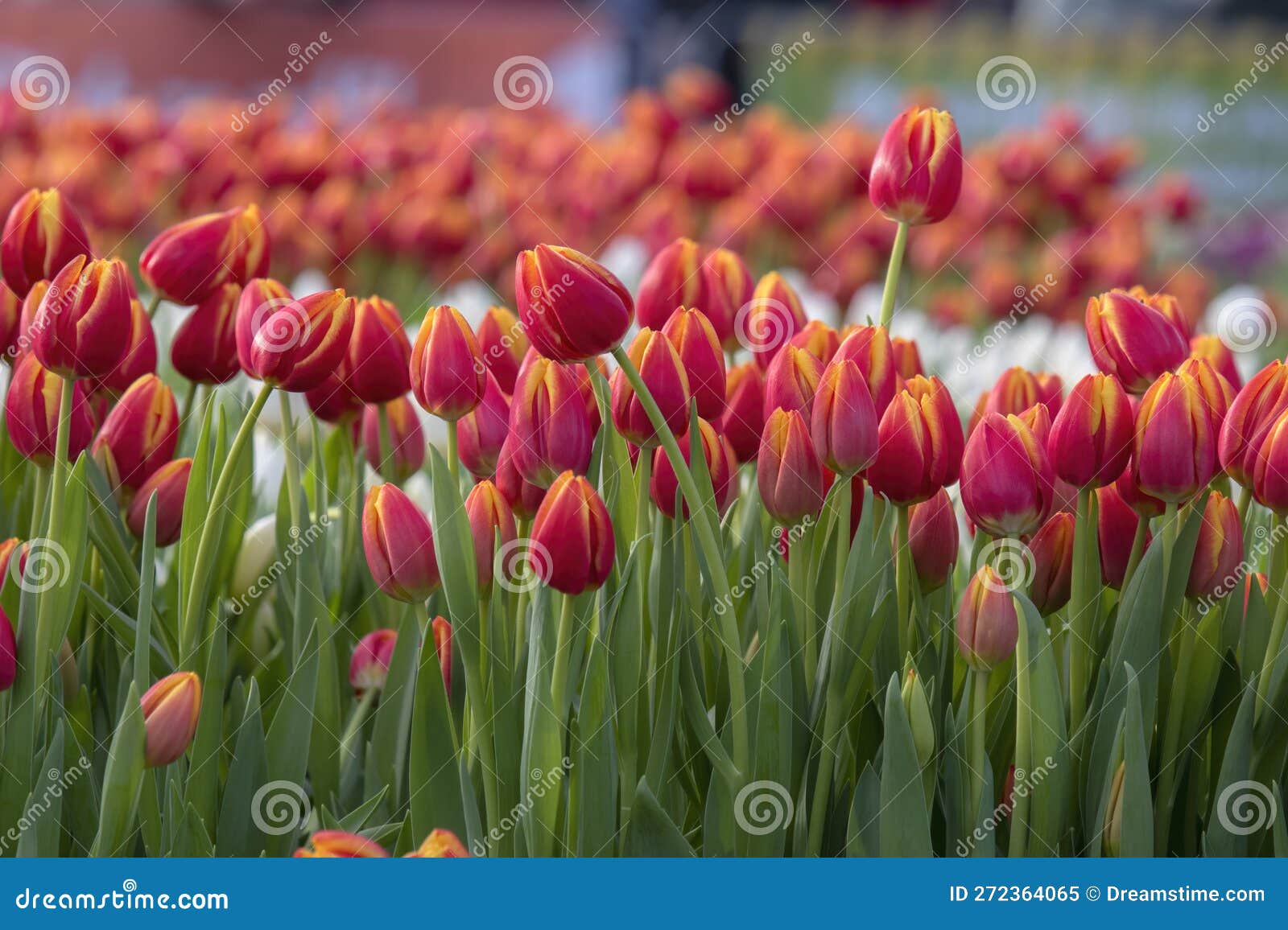 Rows of Tulips at the National Tulip Day at Amsterdam the Netherlands ...