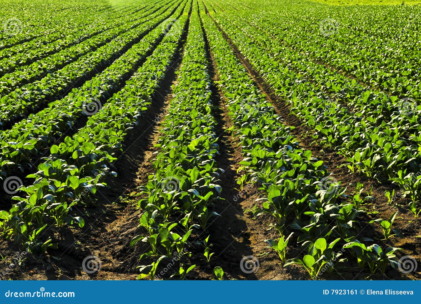 Rows of Turnip Plants in a Field Stock Image - Image of fields, horizon ...