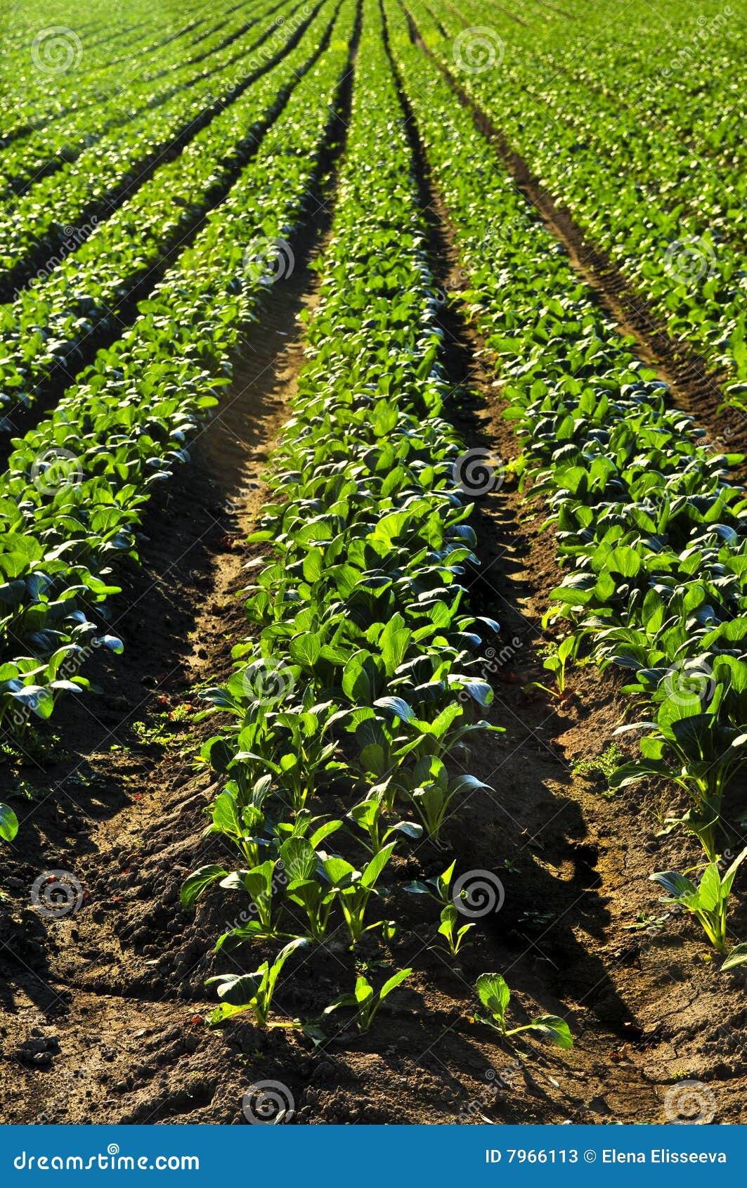 Rows of Turnip Plants in a Field Stock Image - Image of landscape ...