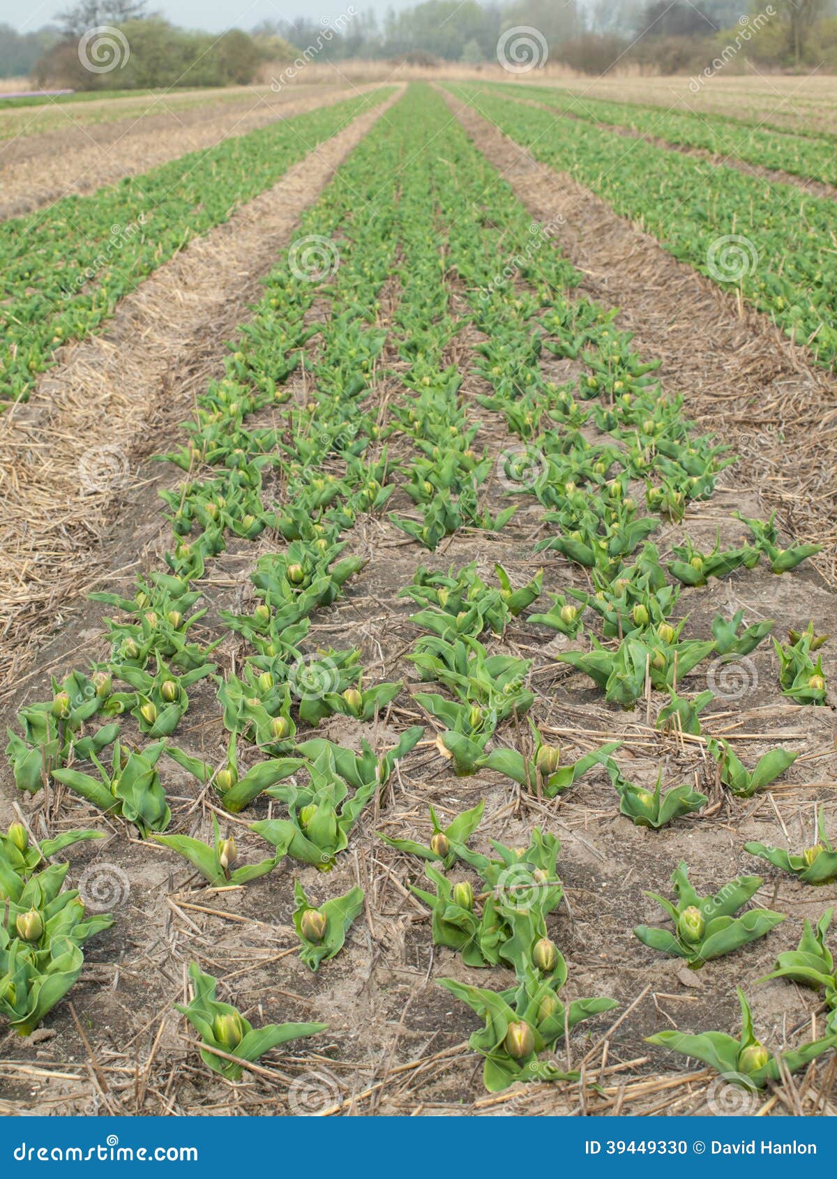 Rows of Unopened Tulips in a Bulb Field Stock Photo - Image of fields ...
