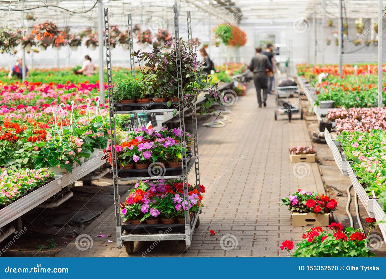 Rows of Various Flowers in Pots, Grown in a Greenhouse. Plants are ...
