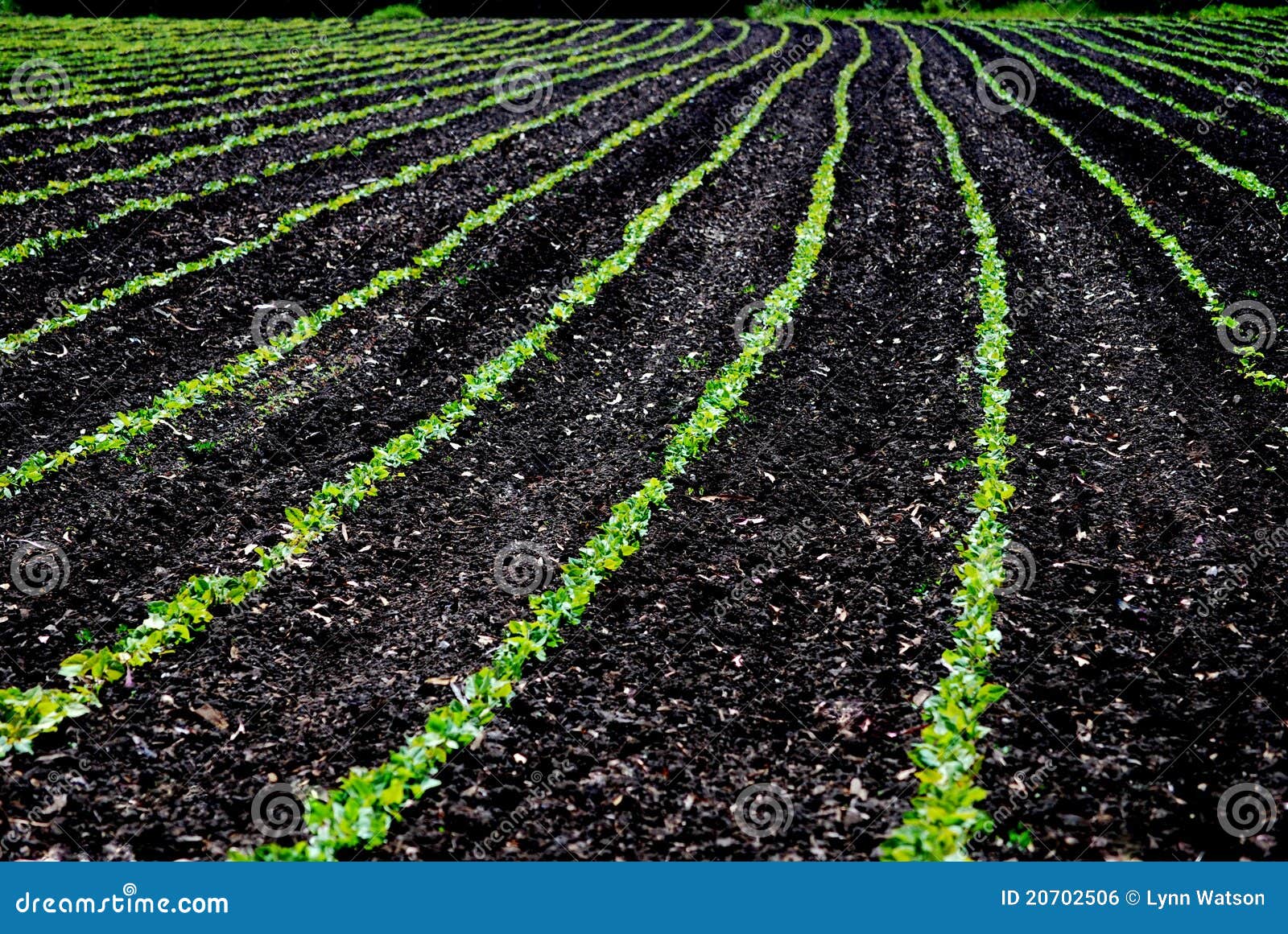 Rows of vegetable crops stock photo. Image of plant, farmland - 20702506