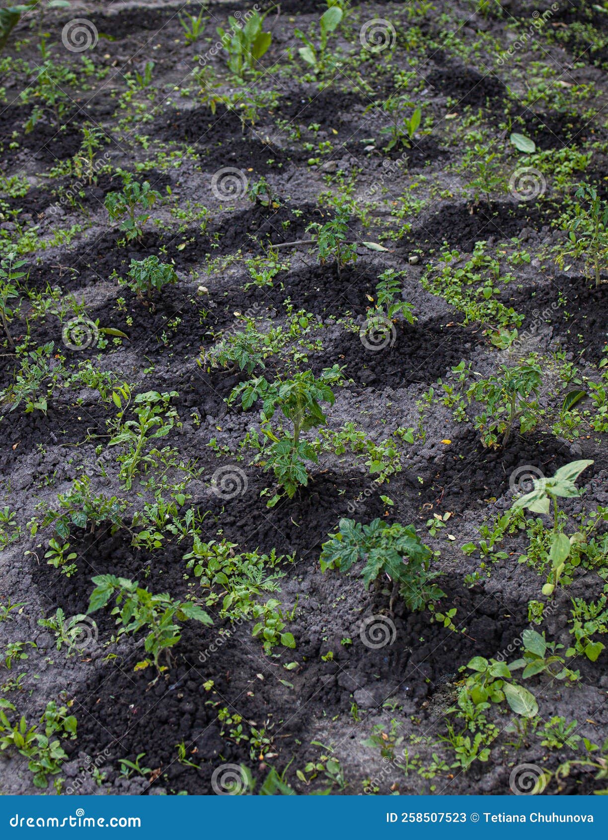 Rows in the Vegetable Garden with Fresh Seedlings. Stock Image - Image ...