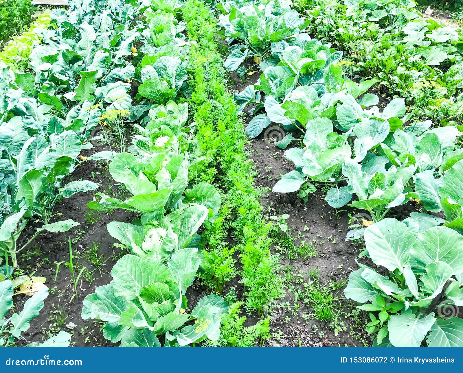 Rows in Rows with Vegetable Plants Stock Photo - Image of lettuce ...