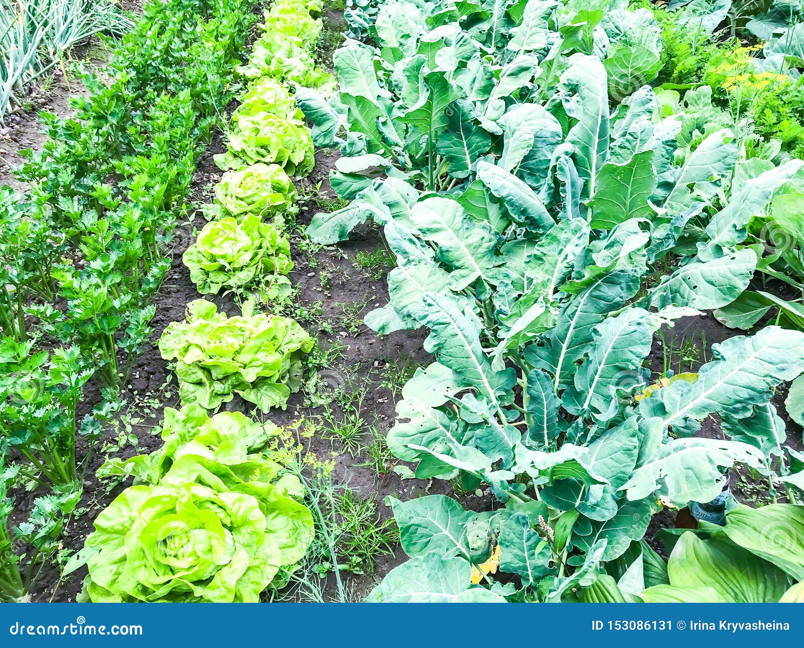 Rows in Rows with Vegetable Plants Stock Image - Image of plants ...