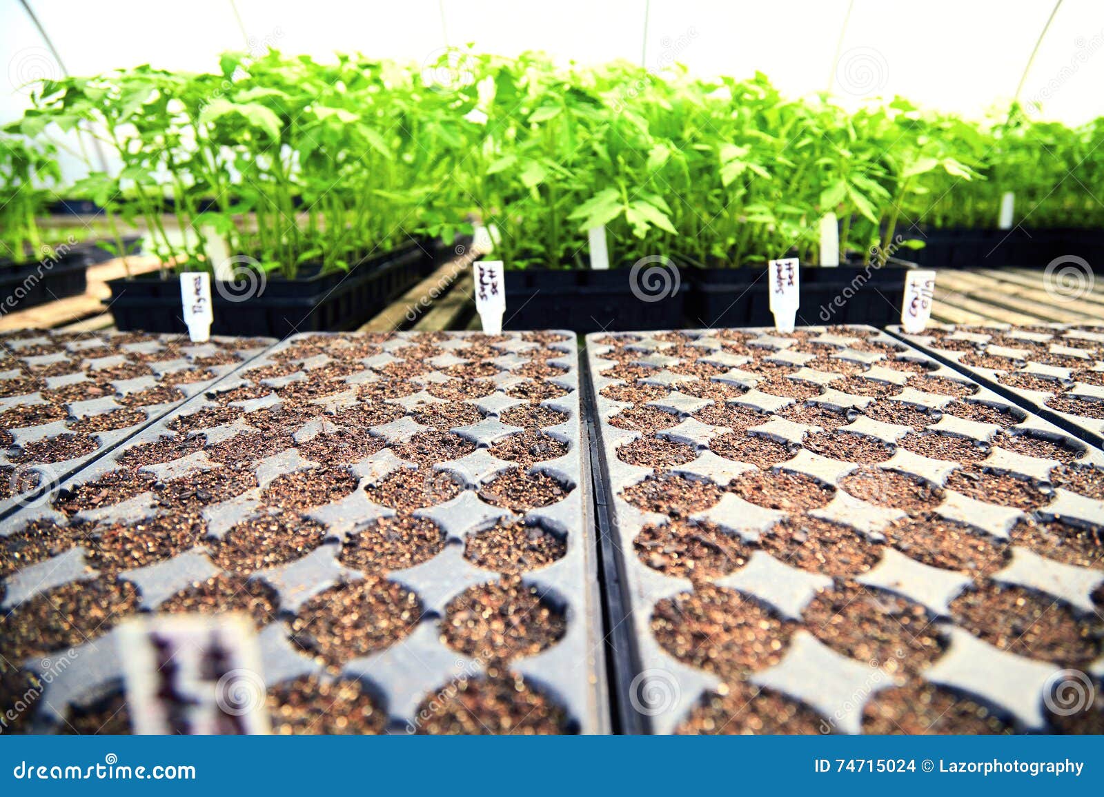 Rows of Vegetable Seedlings Inside of Pots Stock Photo - Image of ...