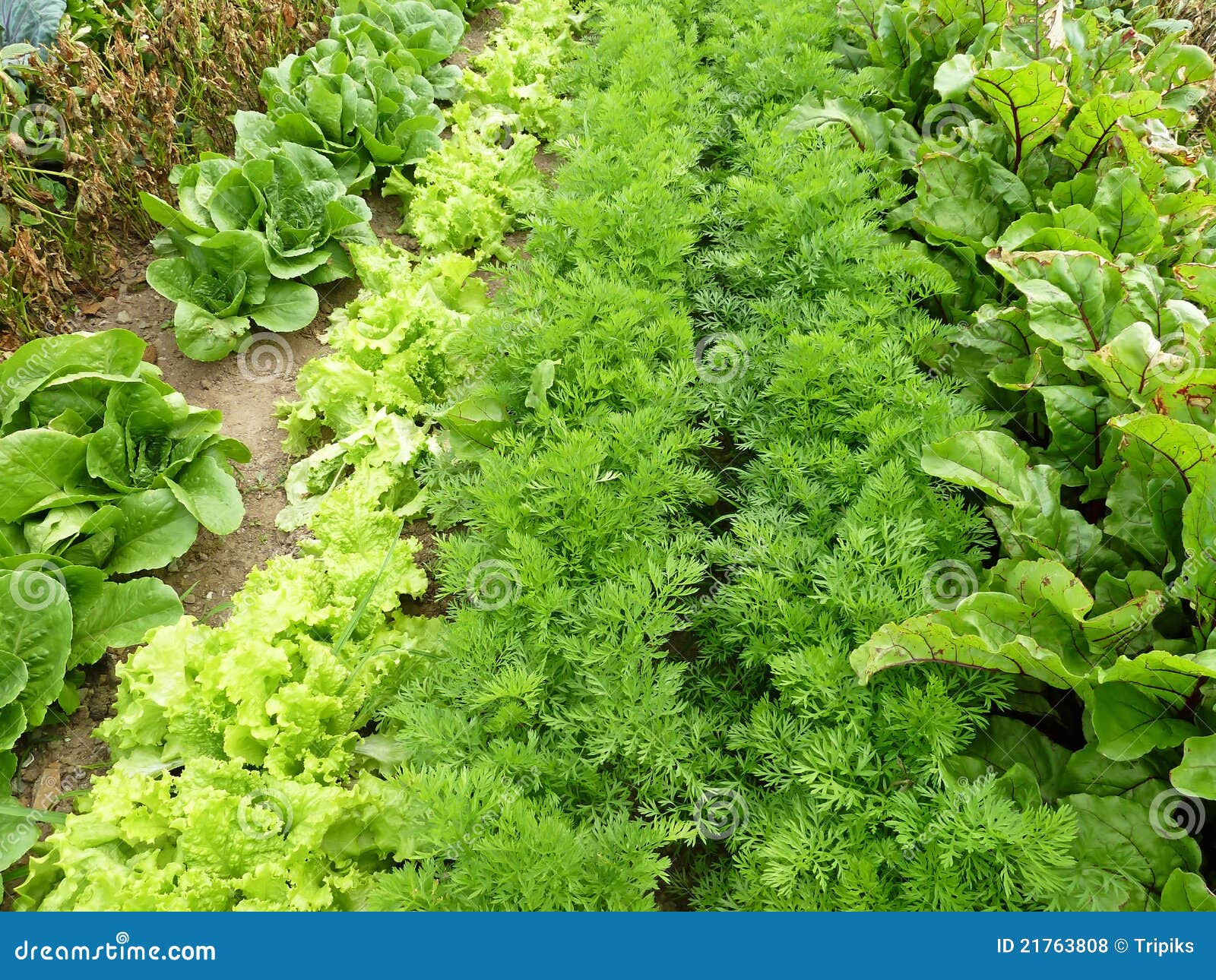 Rows of vegetables stock photo. Image of salad, lettuce - 21763808