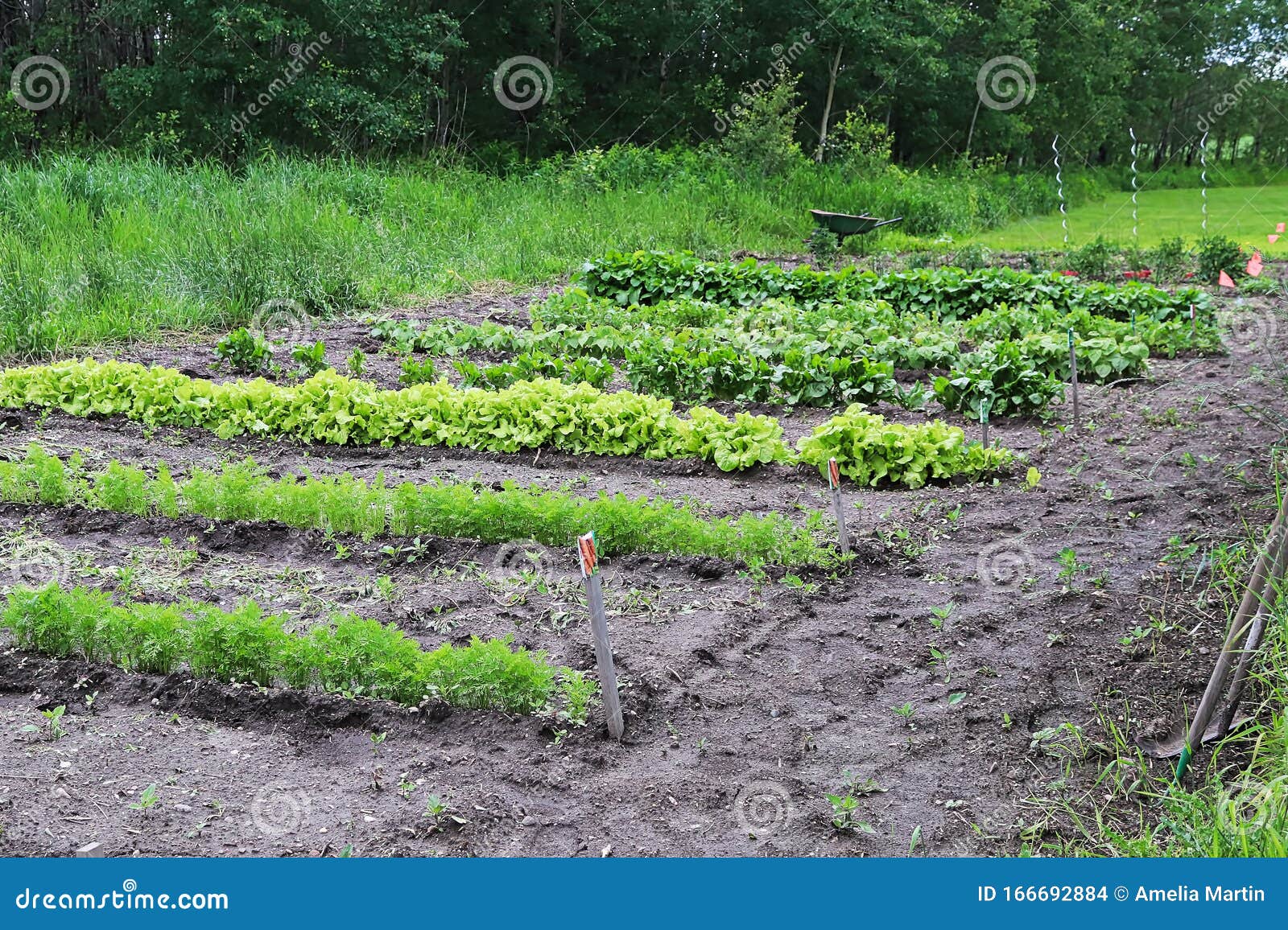 Rows of Vegetables Growing in a Backyard Garden Stock Photo - Image of ...
