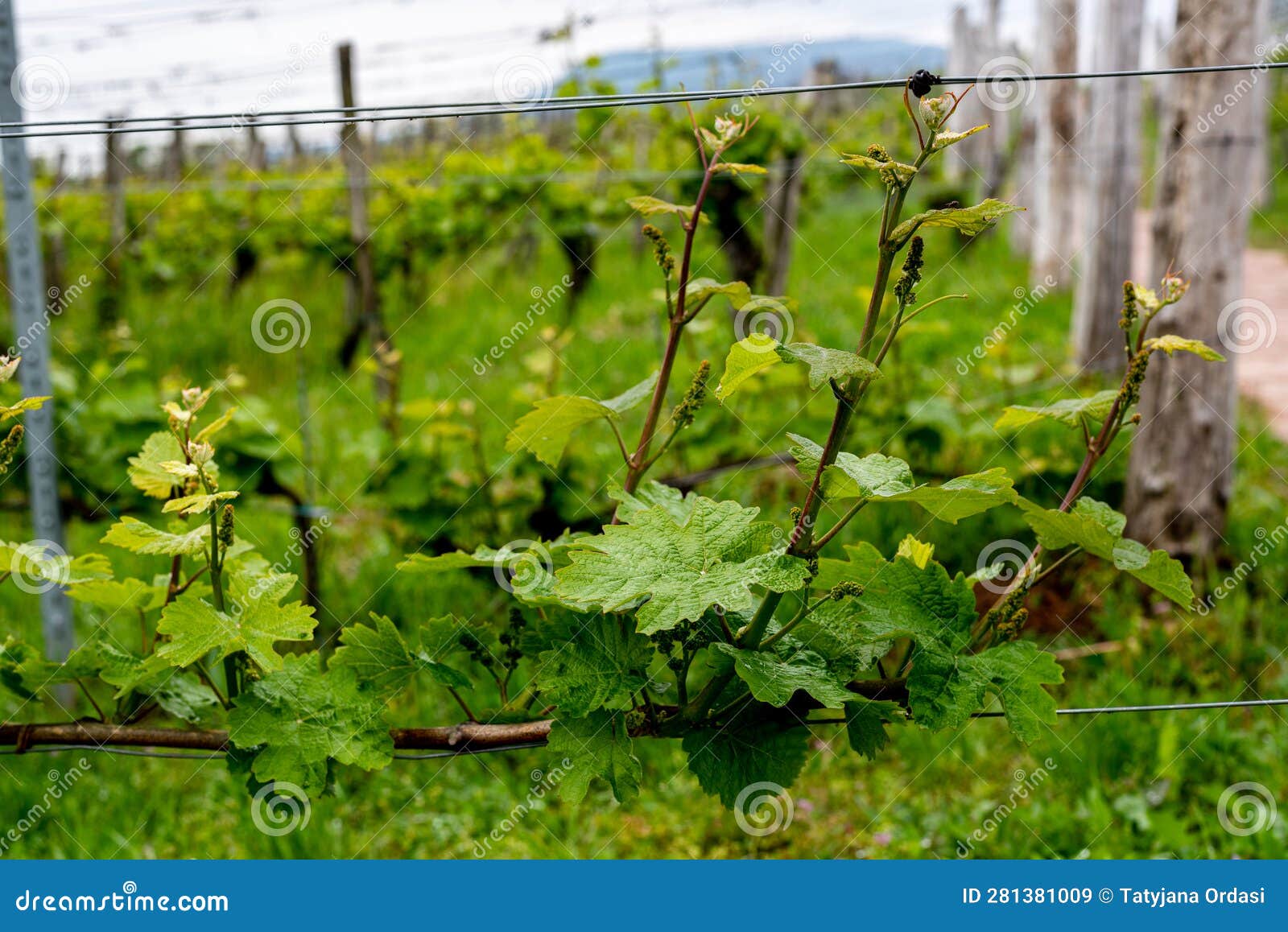 Rows of Vine Grape in Vineyards in Spring Stock Image - Image of ...