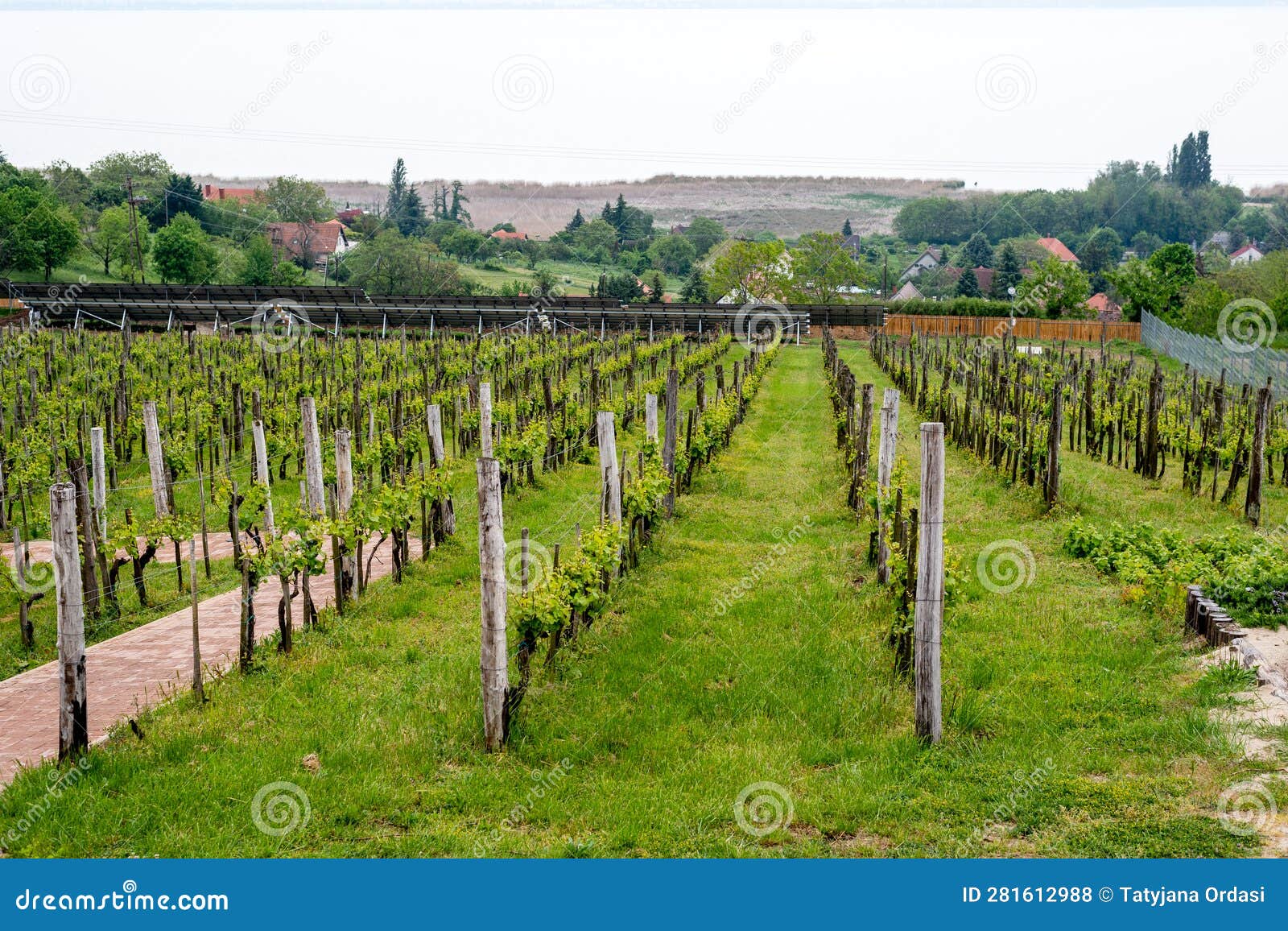 Rows of Vine Grape in Vineyards in Spring Stock Photo - Image of ...