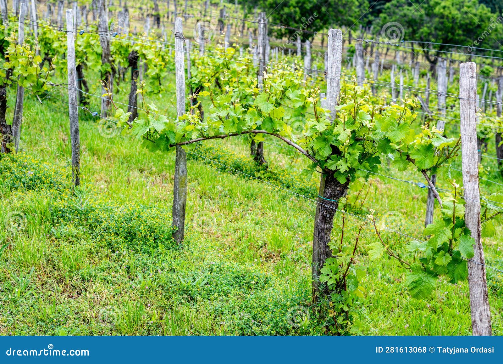 Rows of Vine Grape in Vineyards in Spring Stock Photo - Image of ...