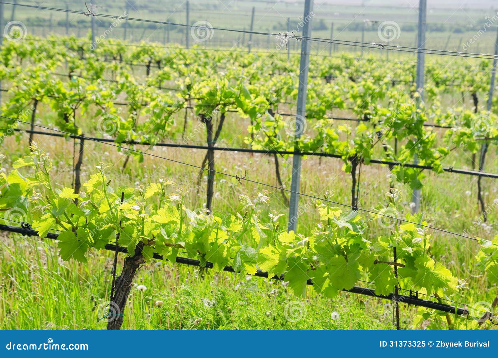 Rows of vine in vineyard stock image. Image of winery - 31373325