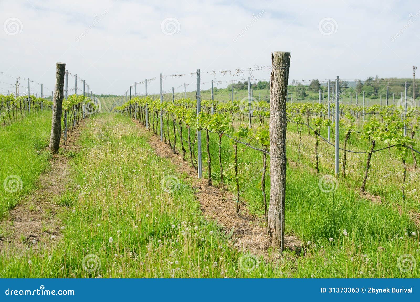 Rows of vine in vineyard stock photo. Image of plant - 31373360