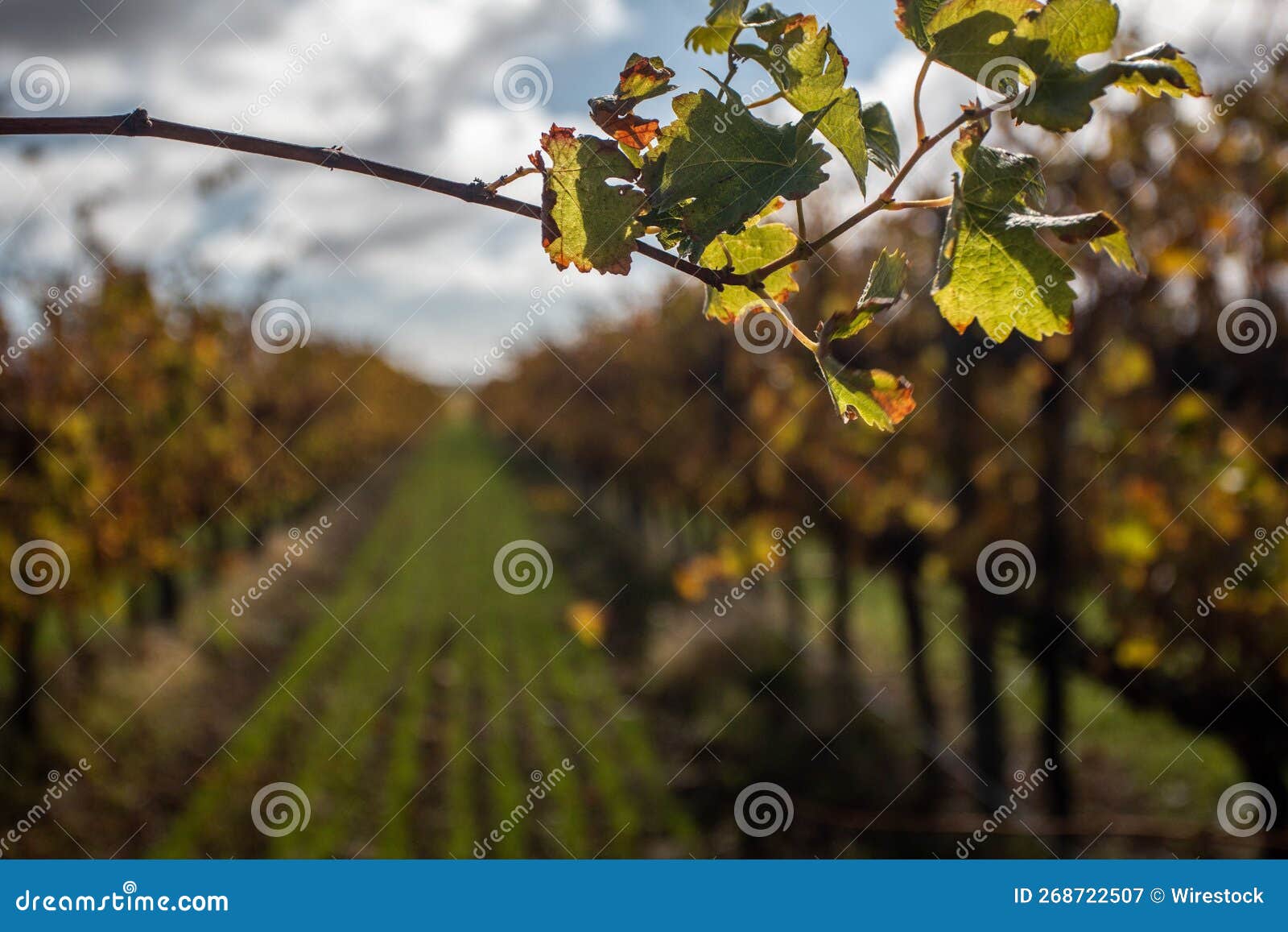Rows of Vines with Close Up of Leaves Stock Image - Image of sunlight ...