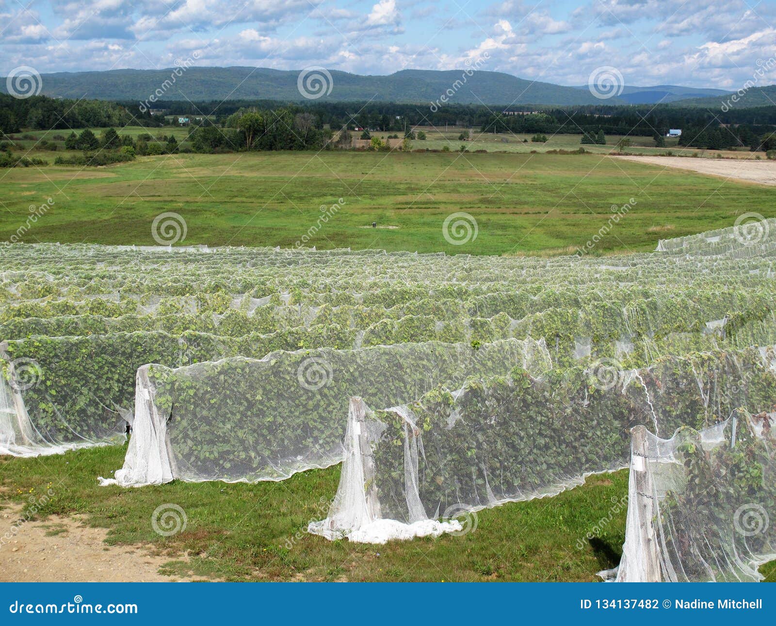 Rows of Vines Covered with Netting Stock Photo - Image of leaf, rows ...