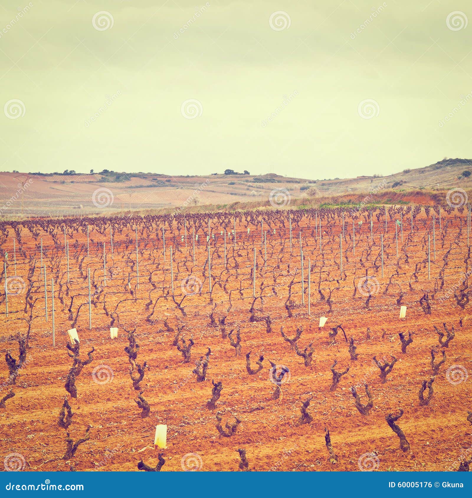 Rows of Vines stock photo. Image of countryside, land - 60005176