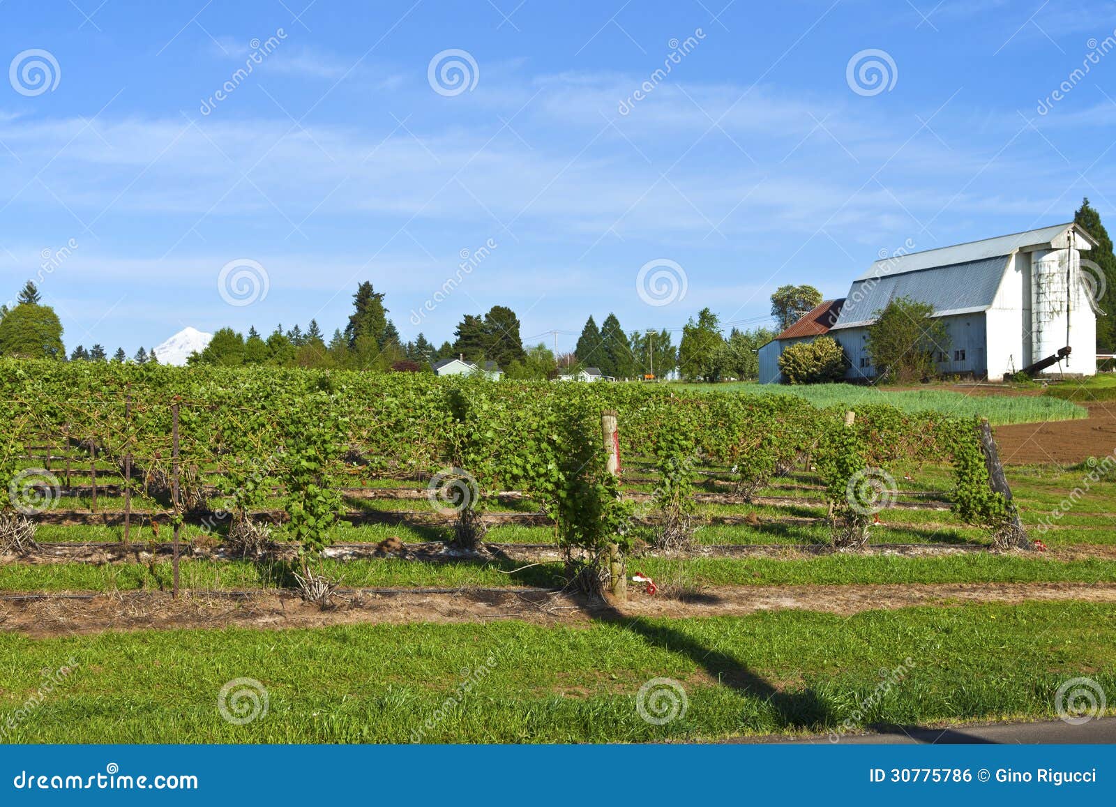 Rows and Vines of Raspberry Field. Stock Photo - Image of hood, houses ...
