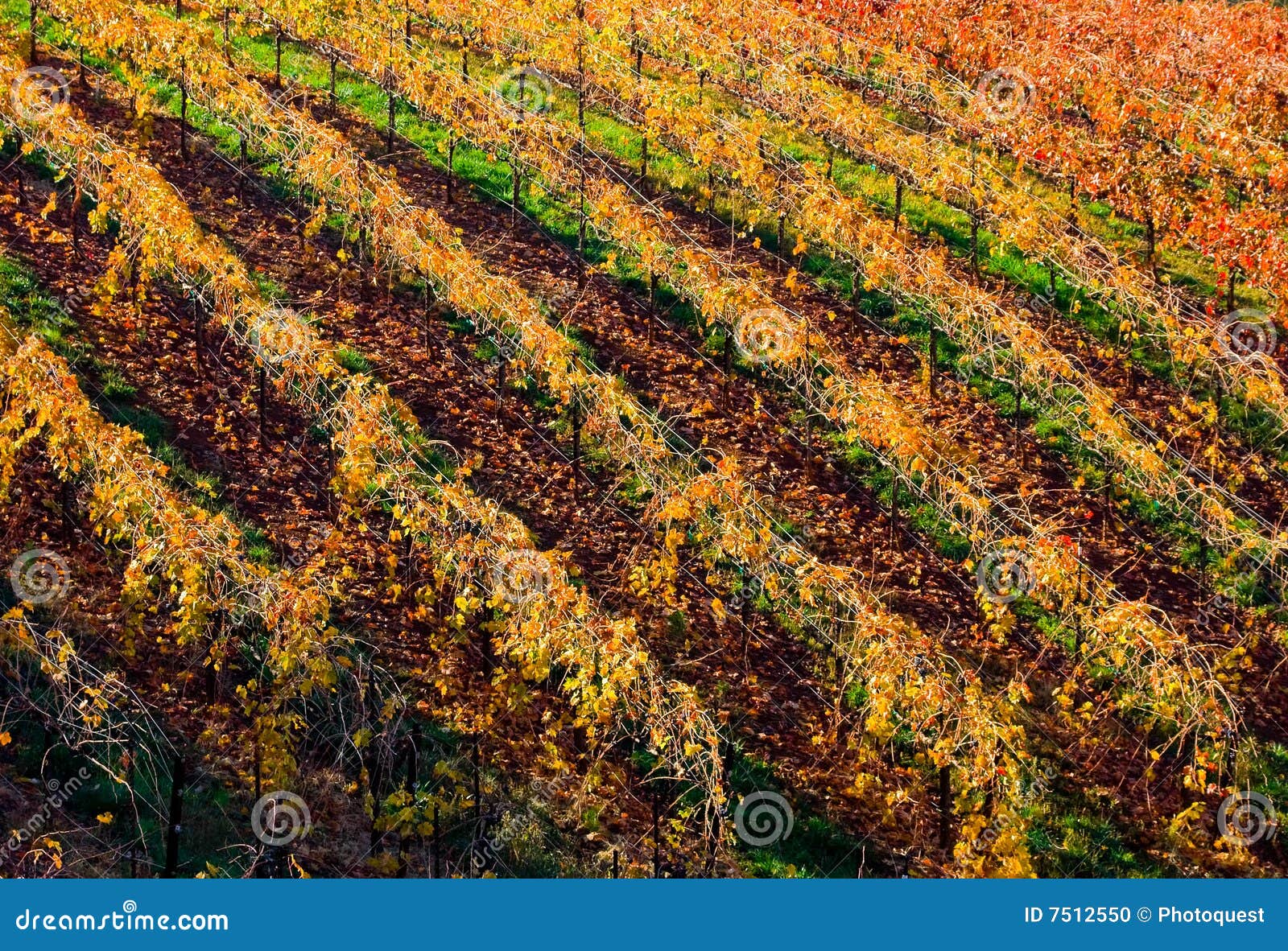 Rows of vineyard stock photo. Image of northern, garden - 7512550