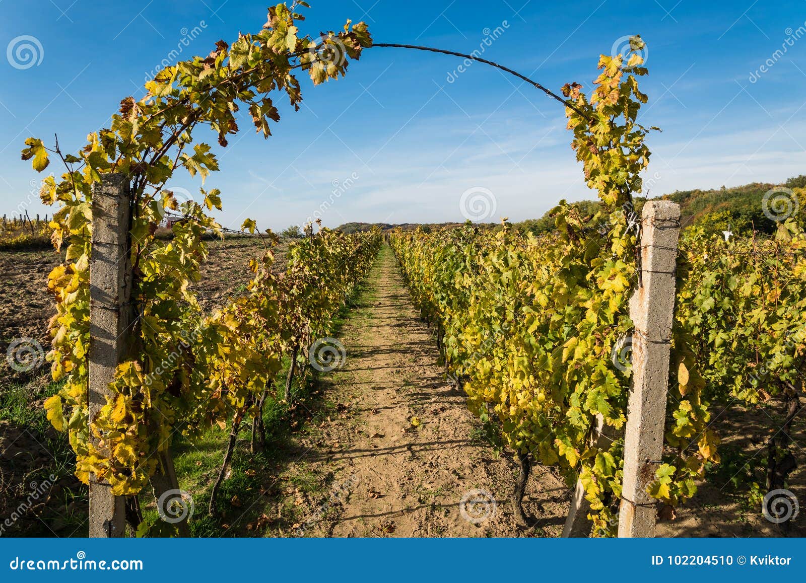 Rows of Vineyard with Blue Sky after Harvesting Stock Photo - Image of ...