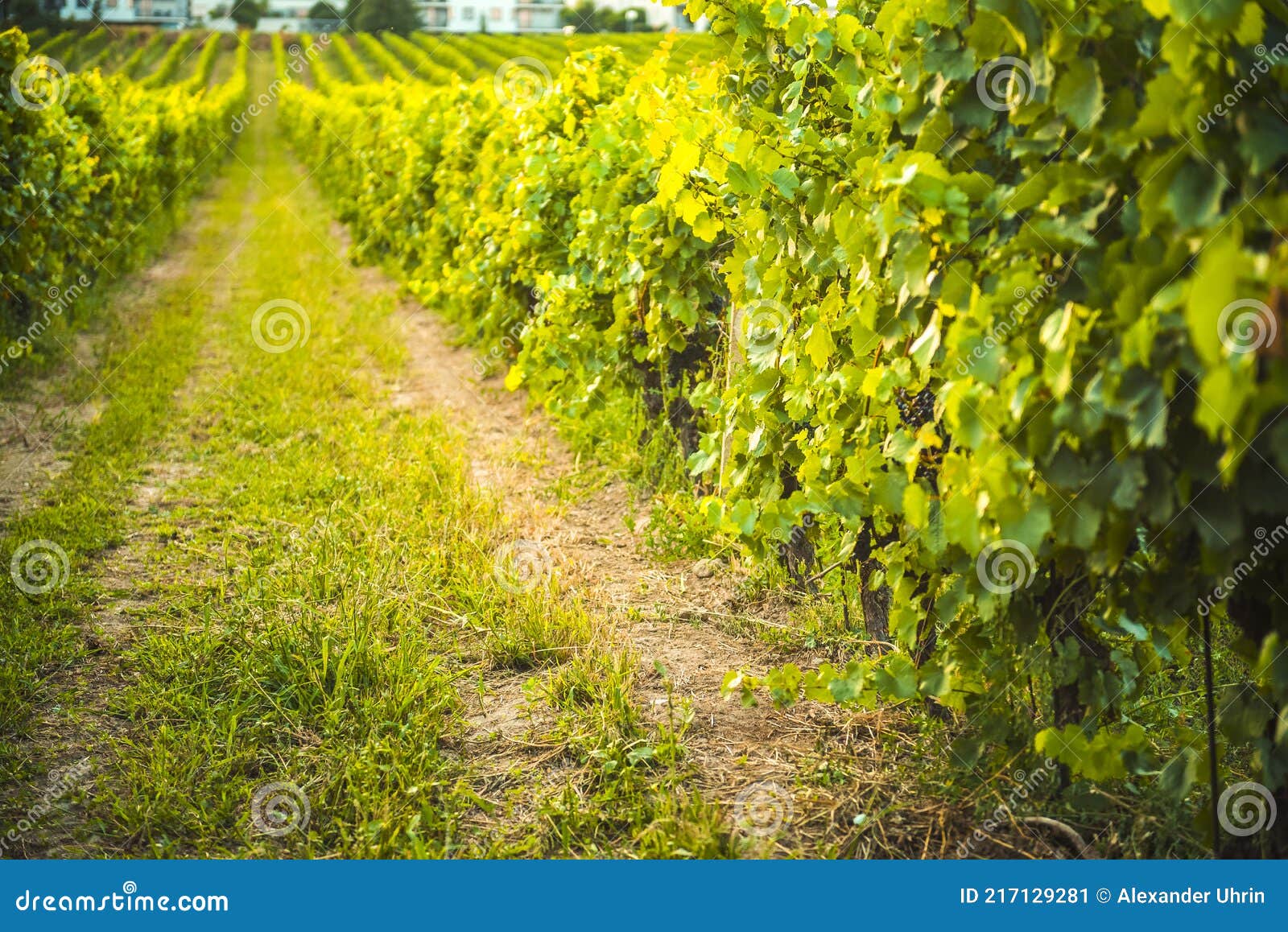 Rows of Vineyard Grape. Line and Vine. Stock Image - Image of nature ...