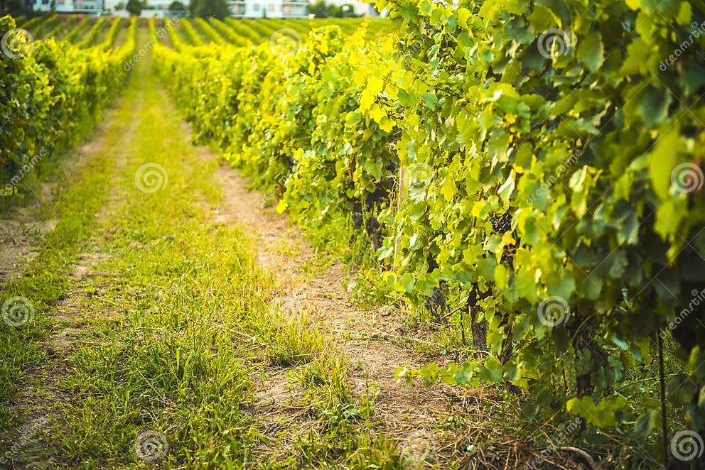 Rows of Vineyard Grape. Line and Vine. Stock Image - Image of nature ...