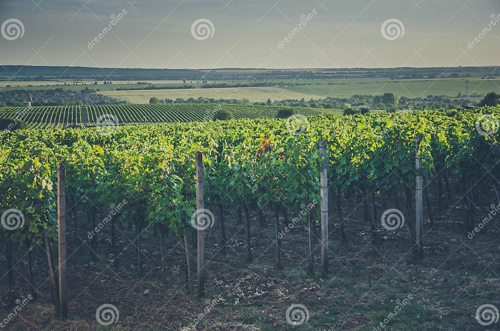 Rows in vineyard stock photo. Image of natural, region - 152956968