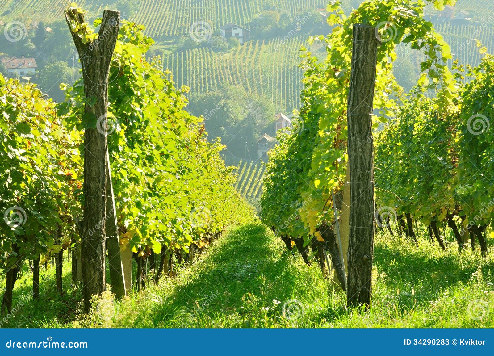 Rows of Vineyard on Hill before Harvesting Stock Image - Image of ...