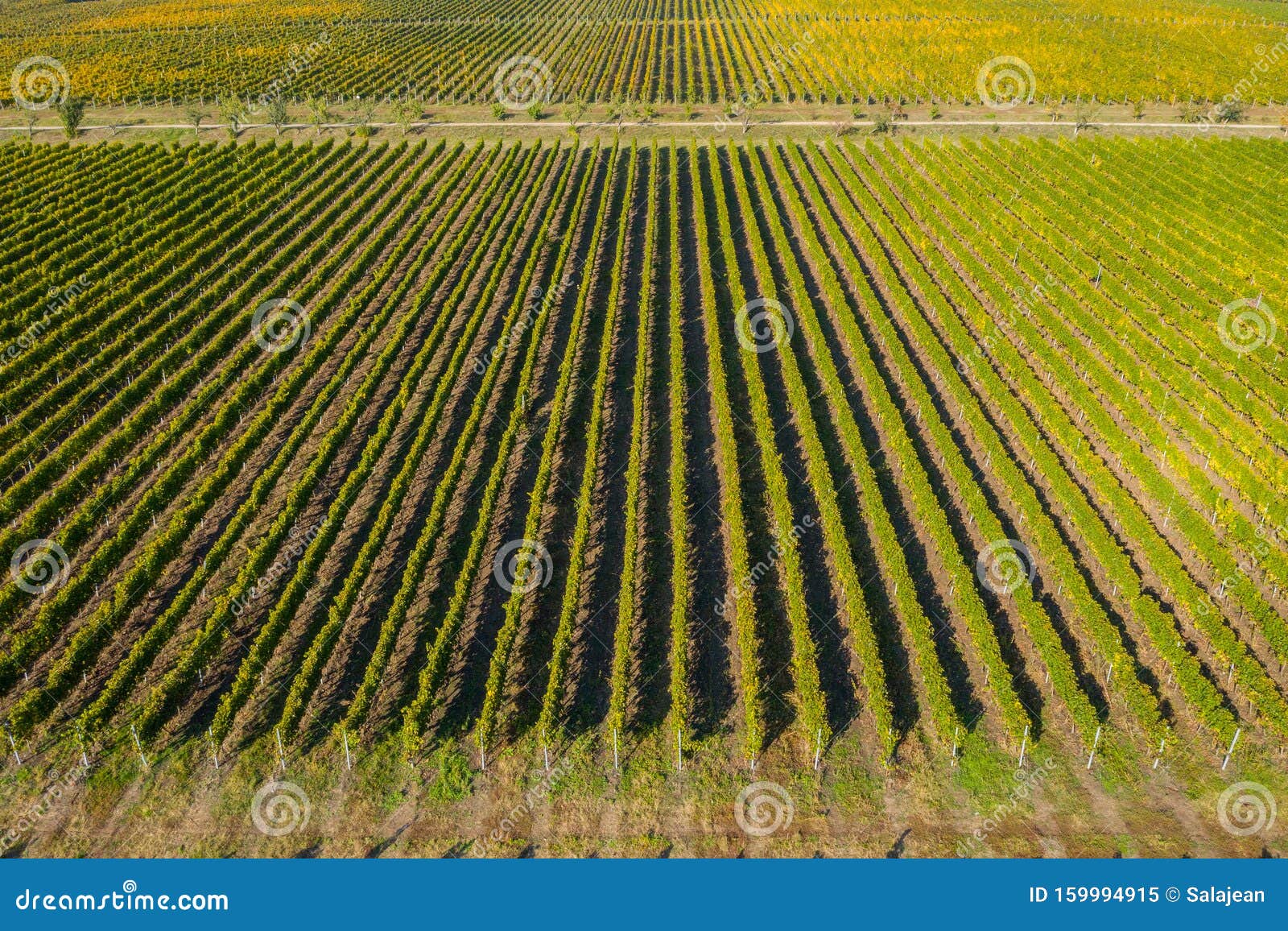 Vineyard Drone Shot, Aerial View from Above Stock Image - Image of ...