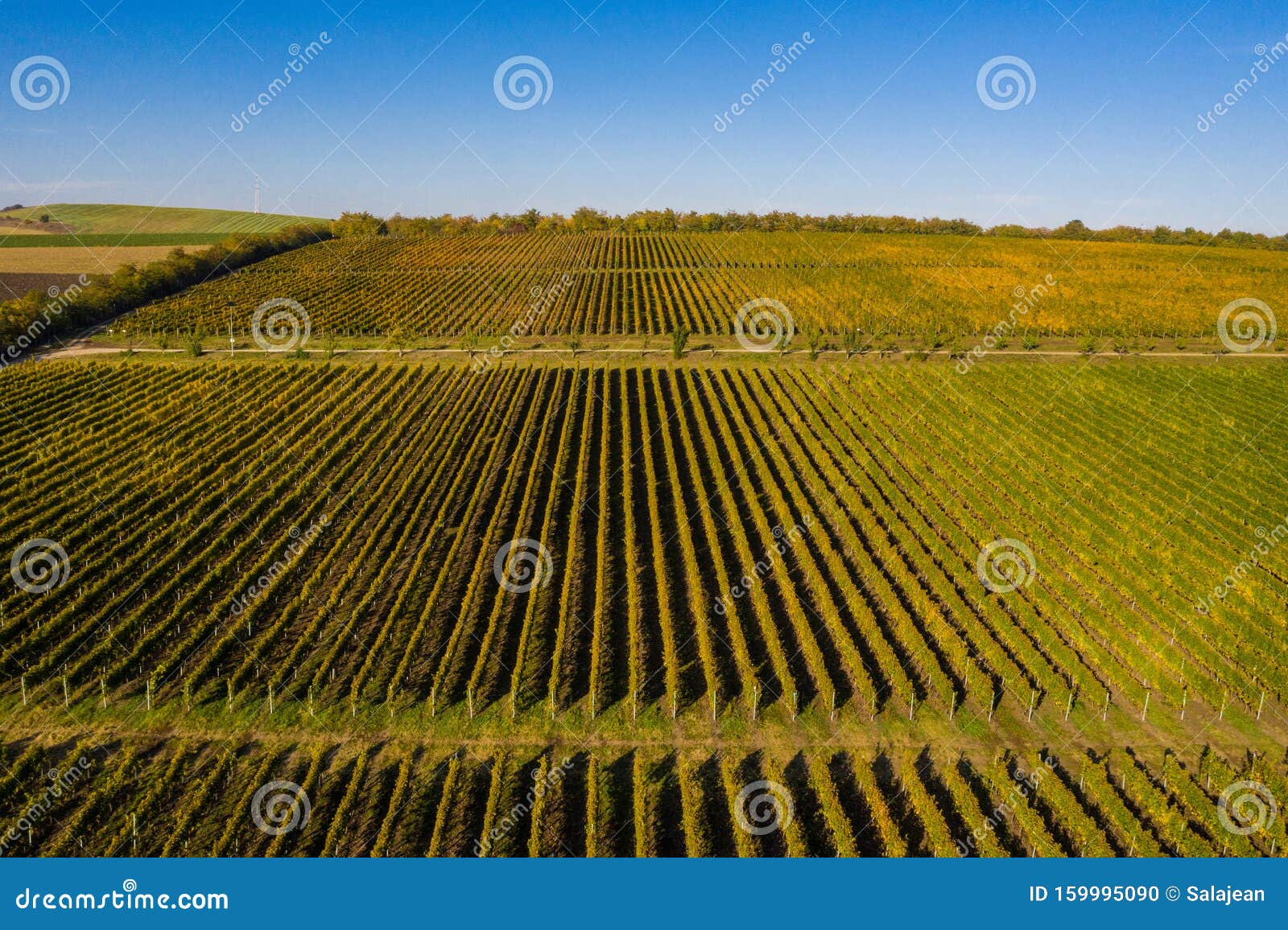 Vineyard Drone Shot, Aerial View from Above Stock Photo - Image of ...
