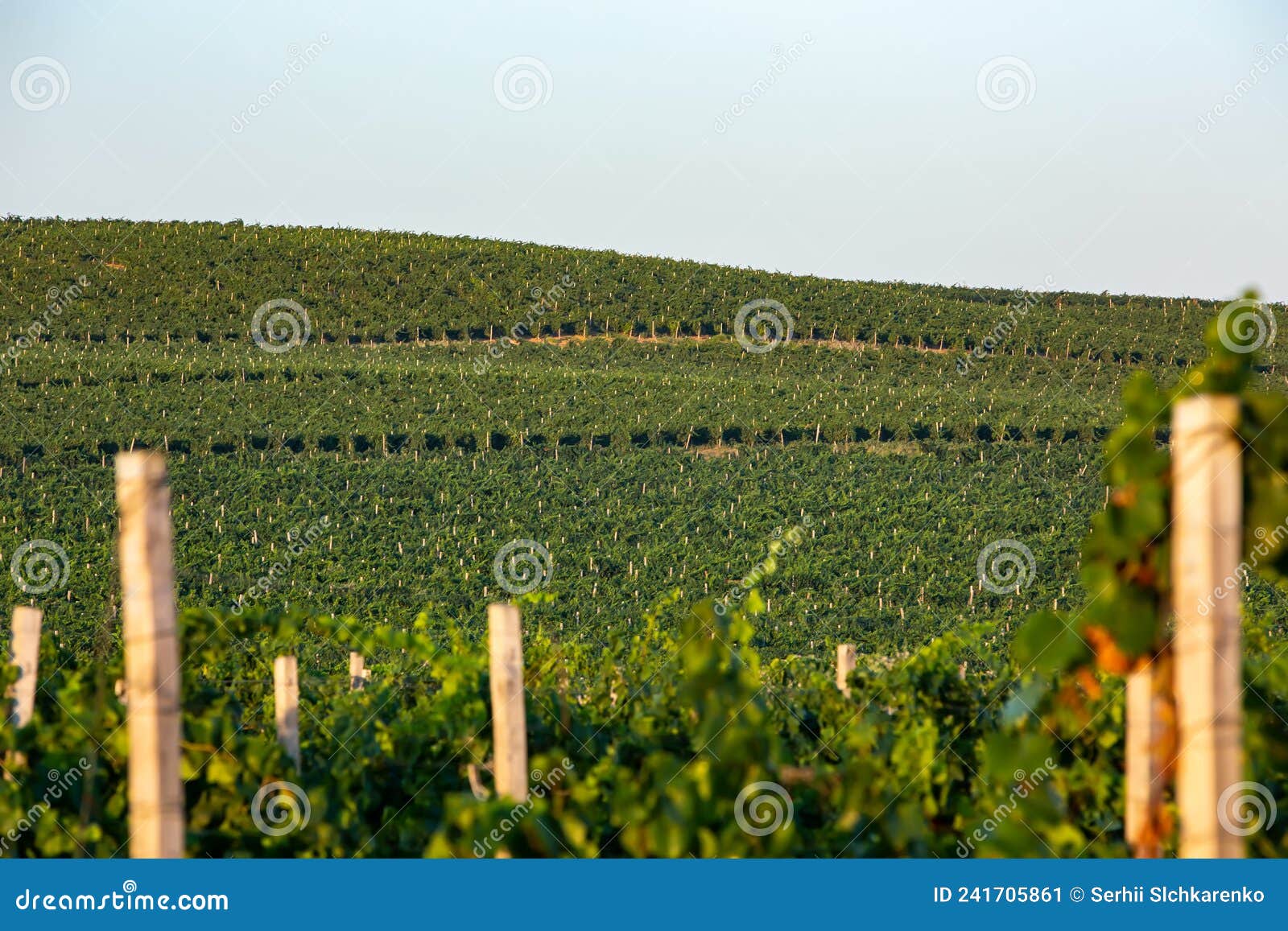 Rows in a Vineyard, Natural Pattern Above from a Drone. Aerial View of ...