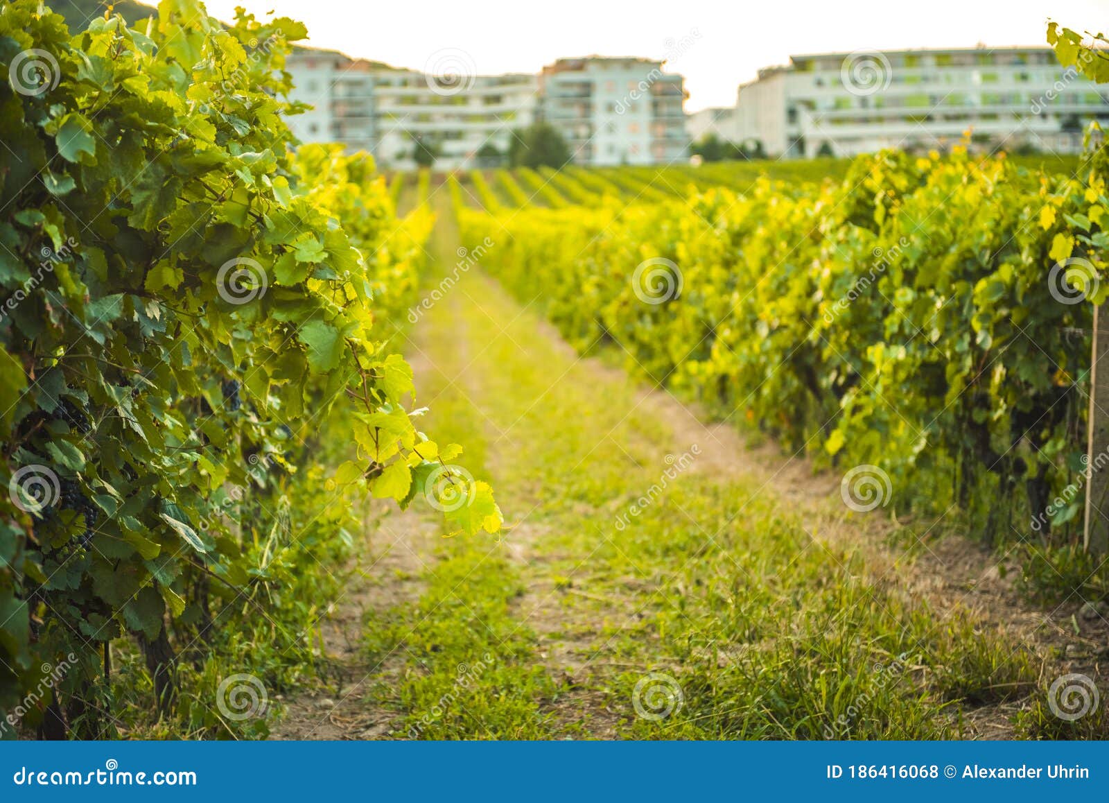 Rows in a Vineyard, Natural Pattern. Aerial View of a Summer Vineyard ...