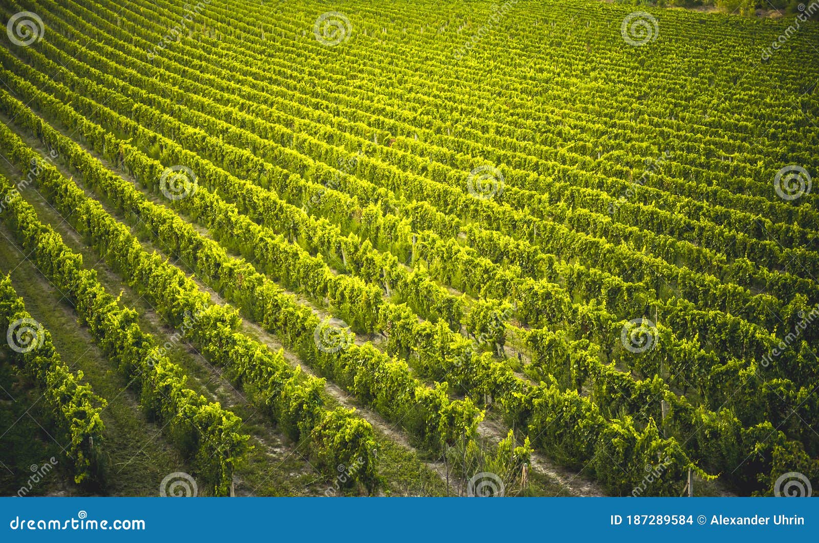 Rows in a Vineyard, Natural Pattern. Aerial View of a Summer Vineyard ...