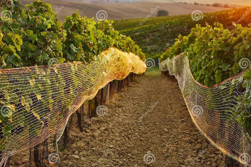 Rows of Vineyard with Protective Nets Stock Photo - Image of harvest ...