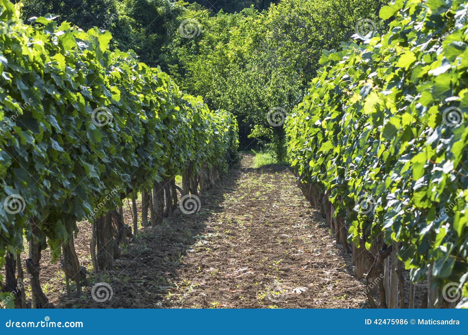 Rows of vineyard stock photo. Image of growing, countryside - 42475986