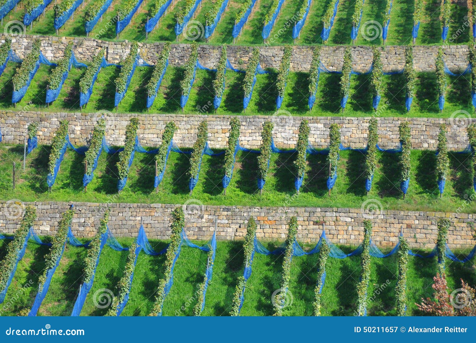 Rows in a Vineyard View from Above Stock Image - Image of agriculture ...