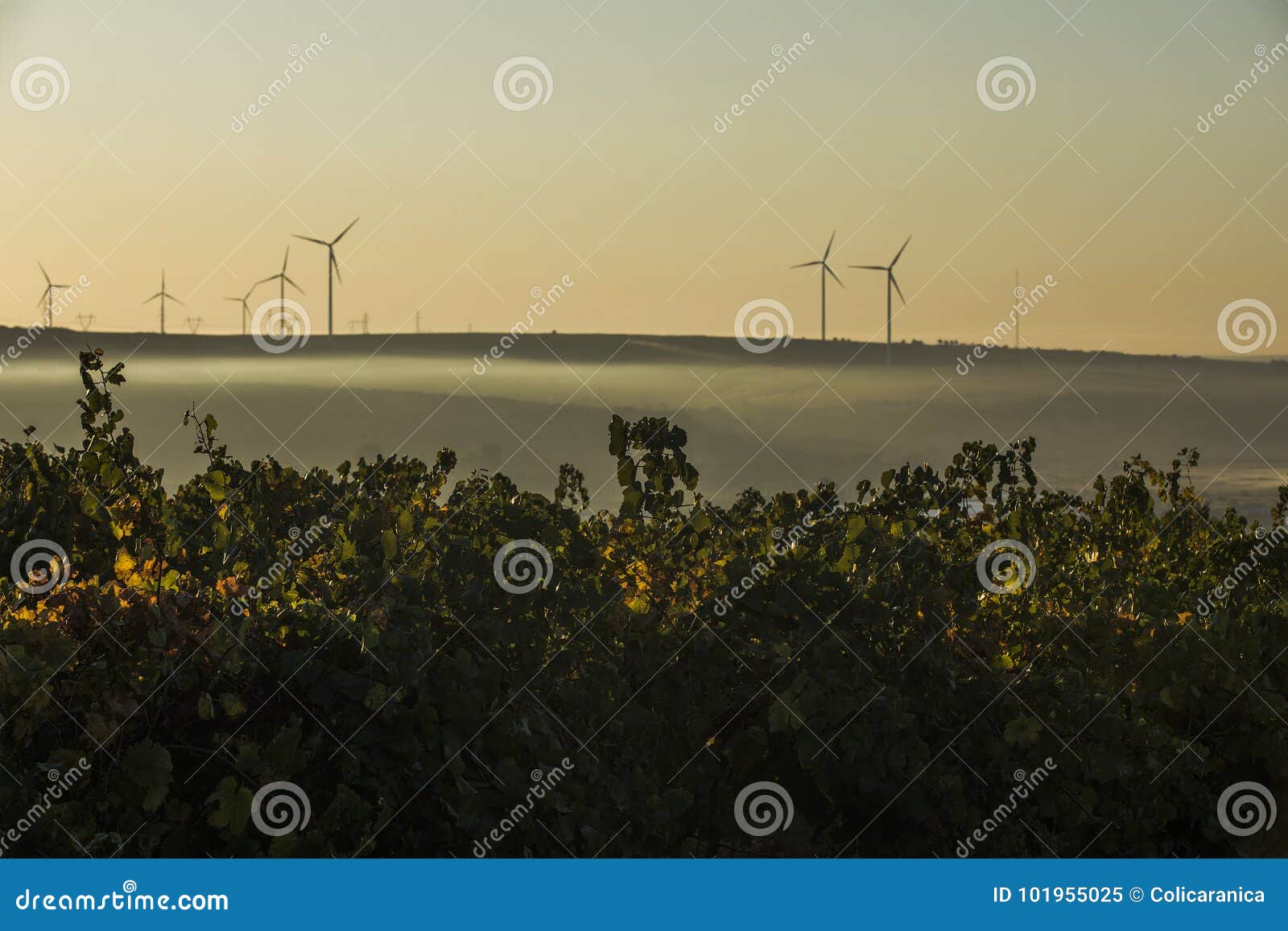 Rows of Vineyard and Wind Turbines Stock Image - Image of industry ...