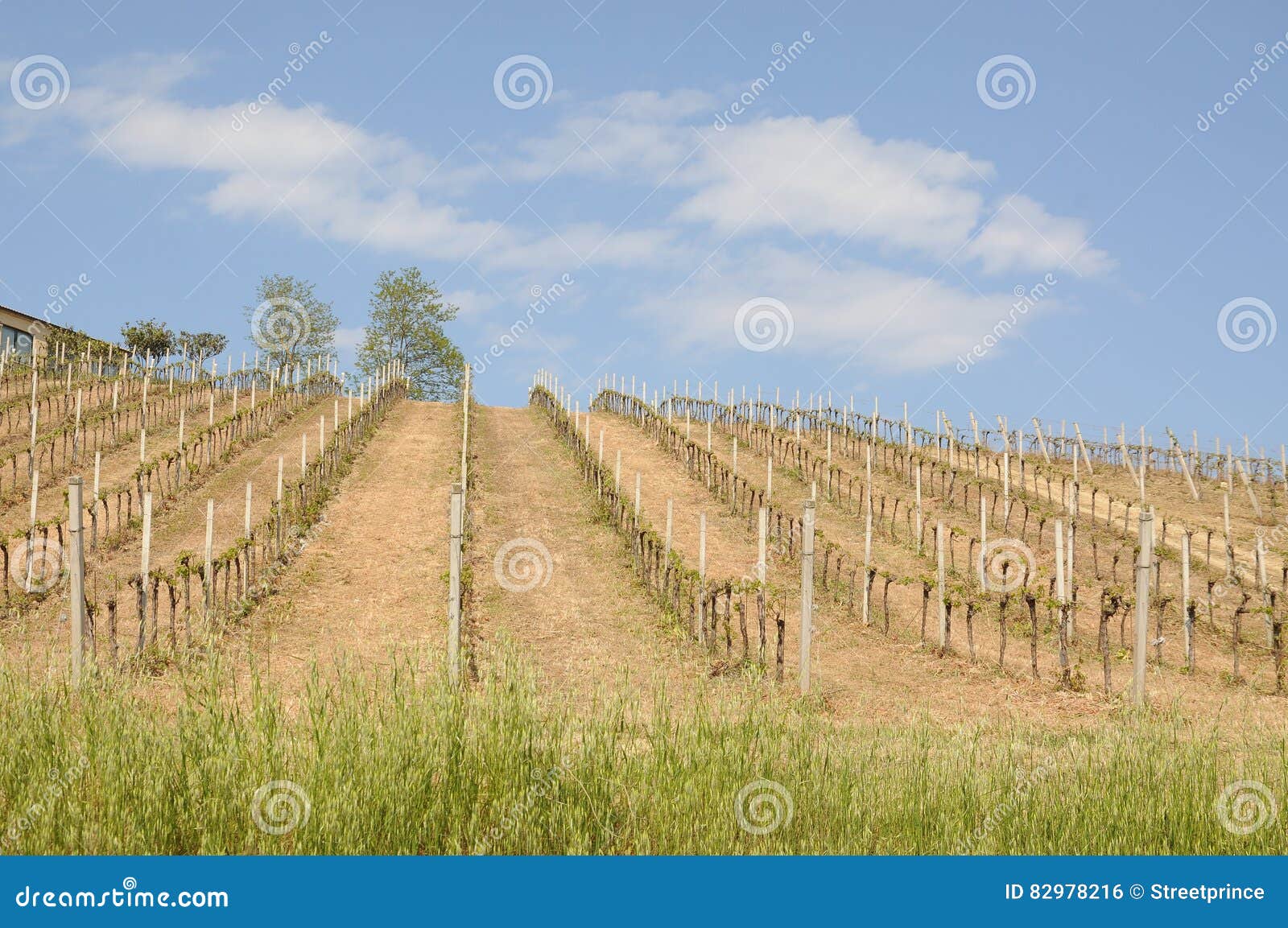Rows of vineyards stock photo. Image of outdoor, country - 82978216