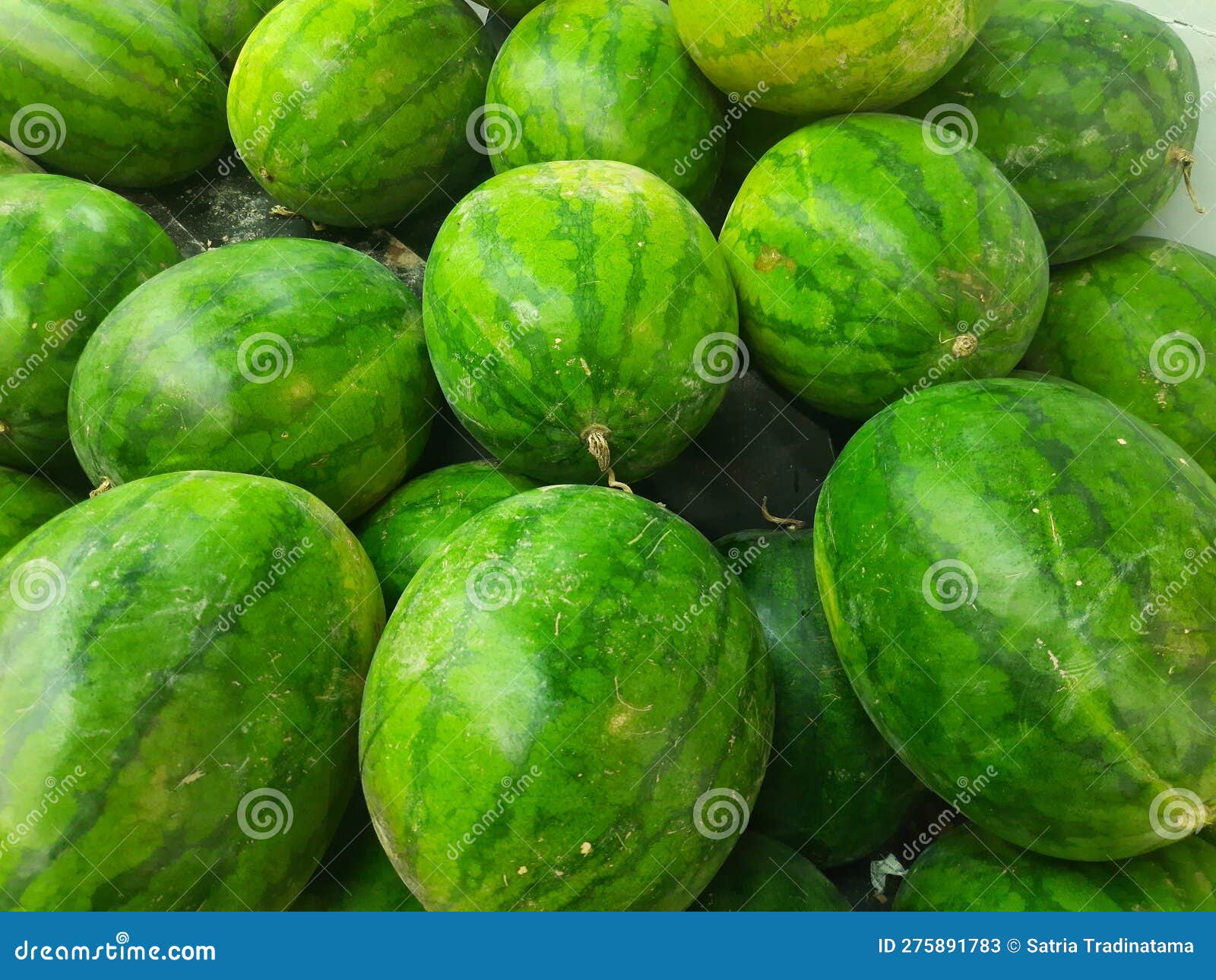 Rows of watermelon fruit stock image. Image of rows - 275891783