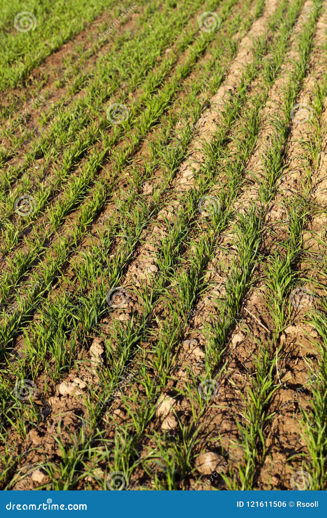 Rows of corn field stock photo. Image of farm, grass - 121611506