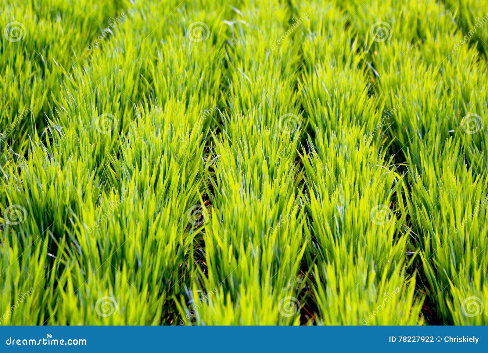 Rows of Wheat stock photo. Image of fields, farm, farmer - 78227922